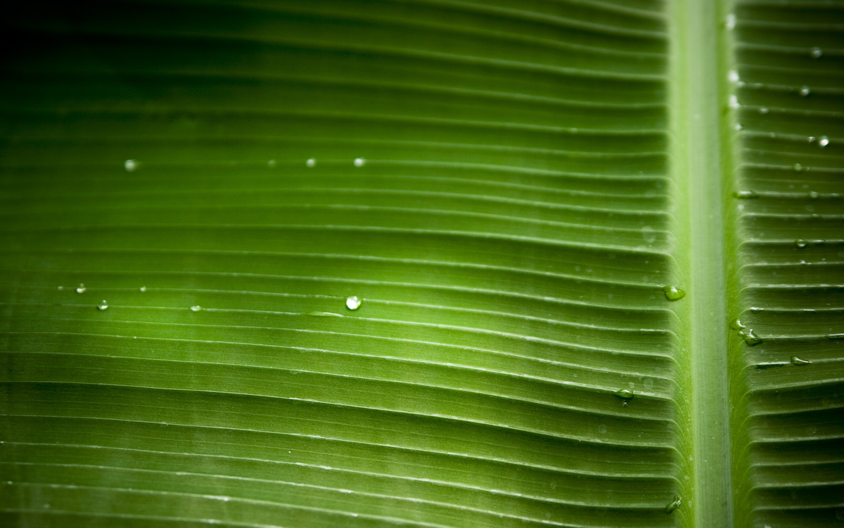 Download Plant Banana Leaf Nature Close-up Wallpaper