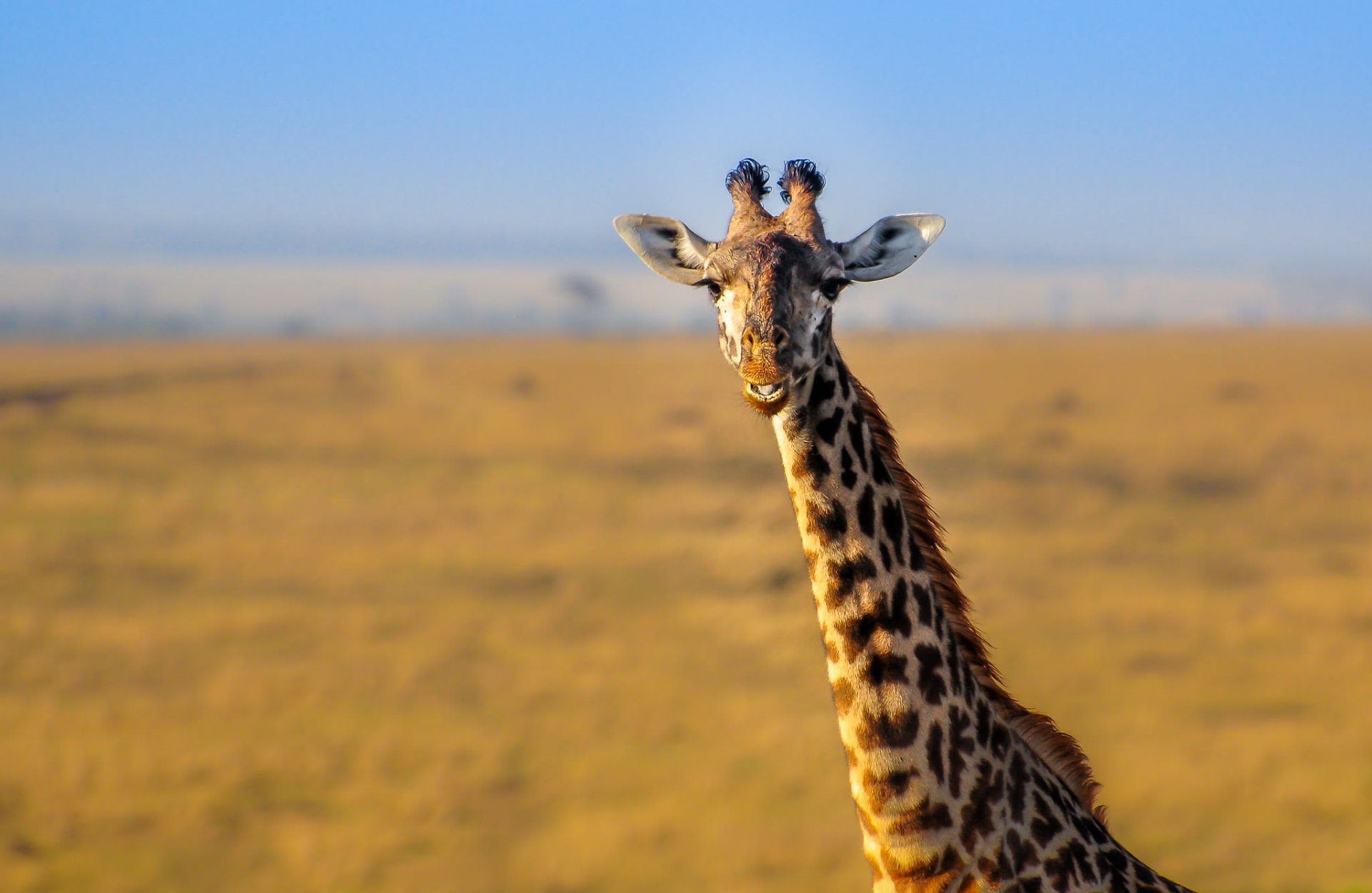 Download Depth Of Field Animal Giraffe HD Wallpaper