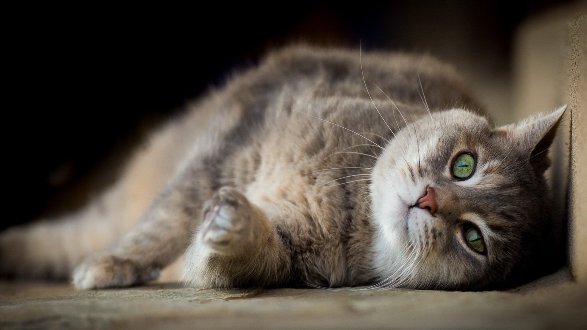 Download Resting Stare Animal Cat HD Wallpaper