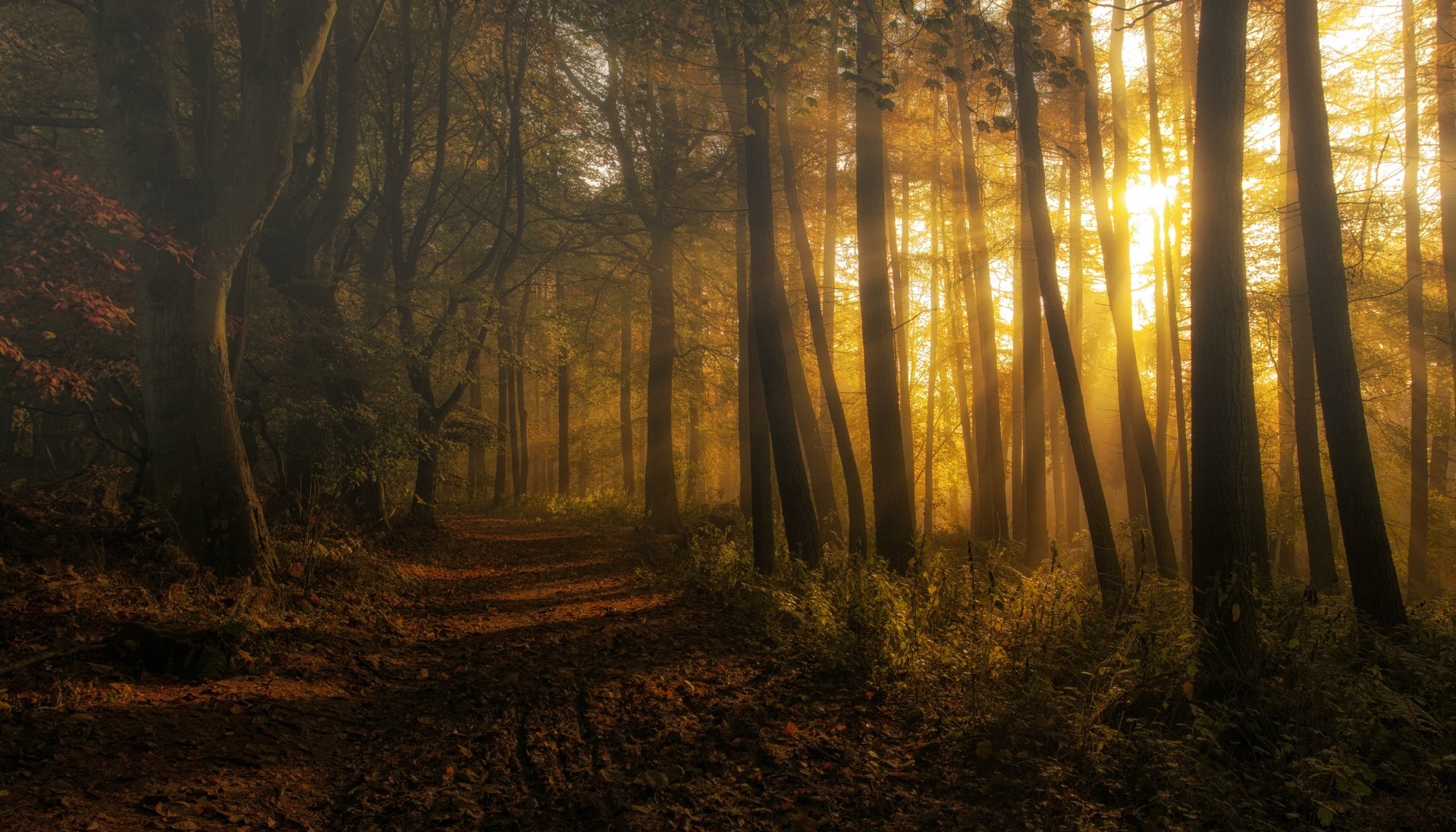 Sunlit Forest Pathway – 4K Ultra HD Nature Escape | 4200x2400 ...
