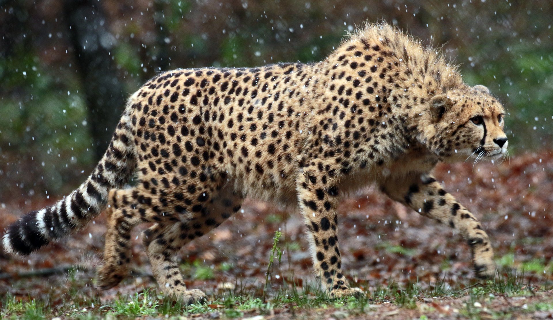 Download Animal Cheetah 4k Ultra HD Wallpaper | 4728x2744 | Wallpaper Abyss