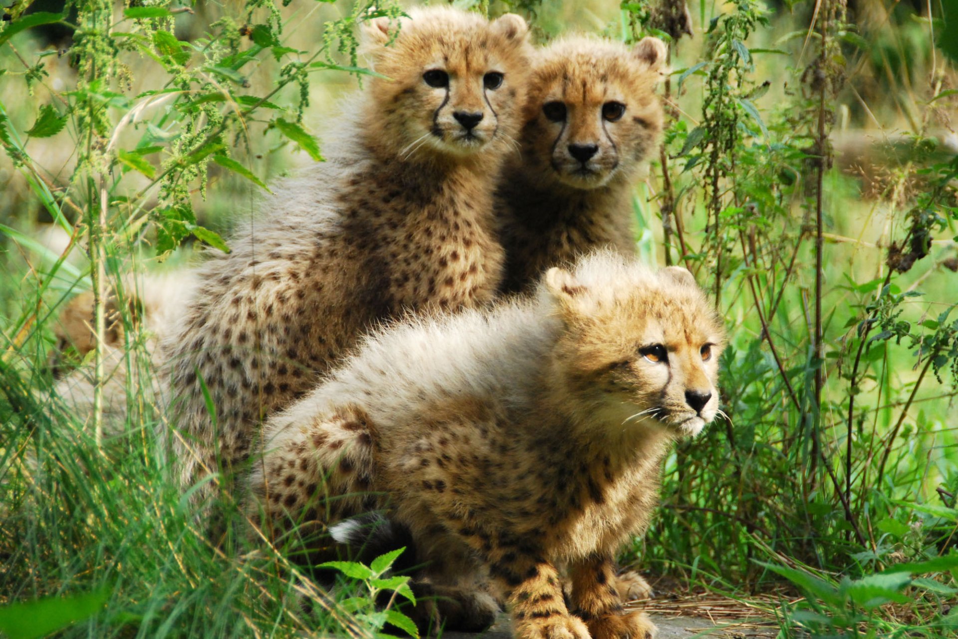 Cheetah Cubs - HD Wallpaper