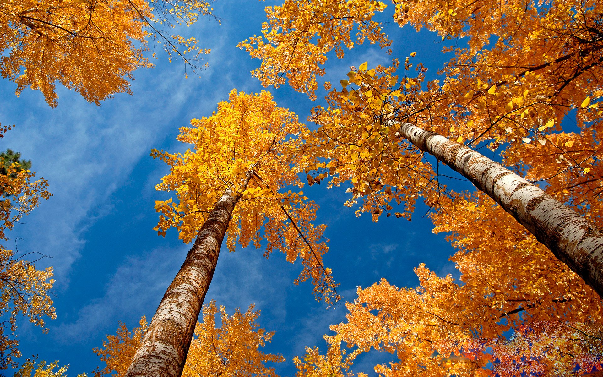 Autumn Leaves: A Stunning HD Wallpaper of Nature's Beauty