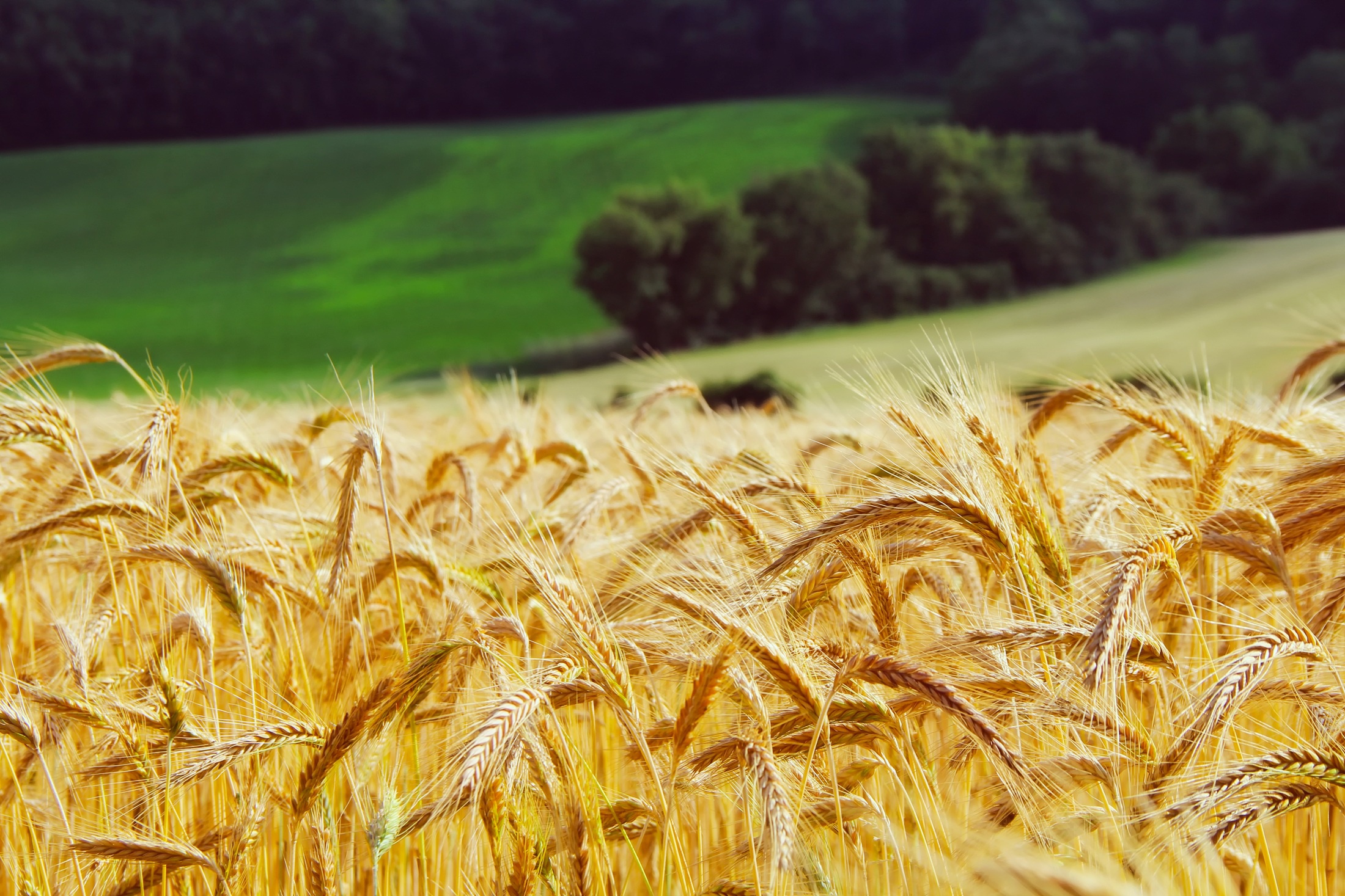 Download Depth Of Field Field Summer Nature Wheat HD Wallpaper