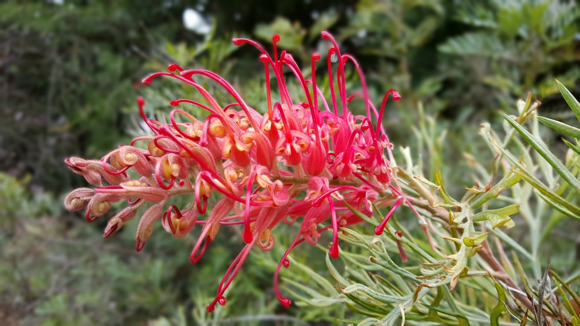 Download Nature Plant Red Flower Flower Grevillea HD Wallpaper