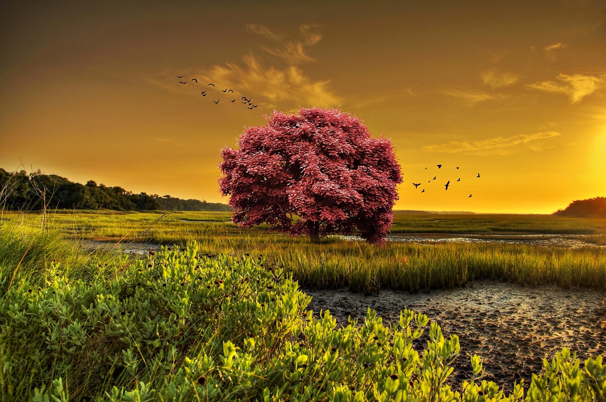 Download Pink Grass Field Nature Tree HD Wallpaper