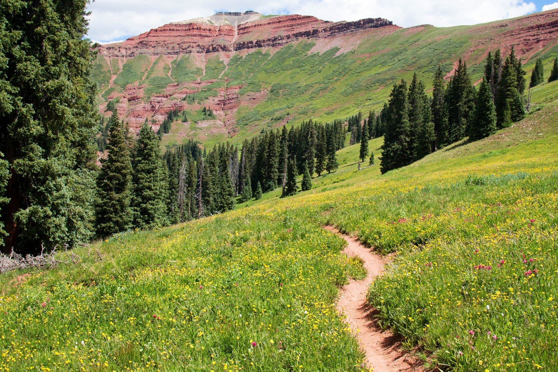 Download Tree Mountain Meadow Nature Path HD Wallpaper