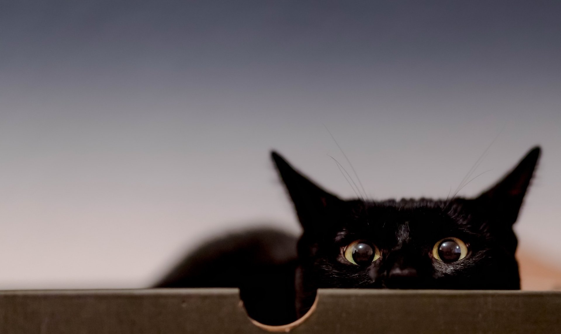 Download Stare Animal Cat HD Wallpaper | 2048x1222 | Wallpaper Abyss