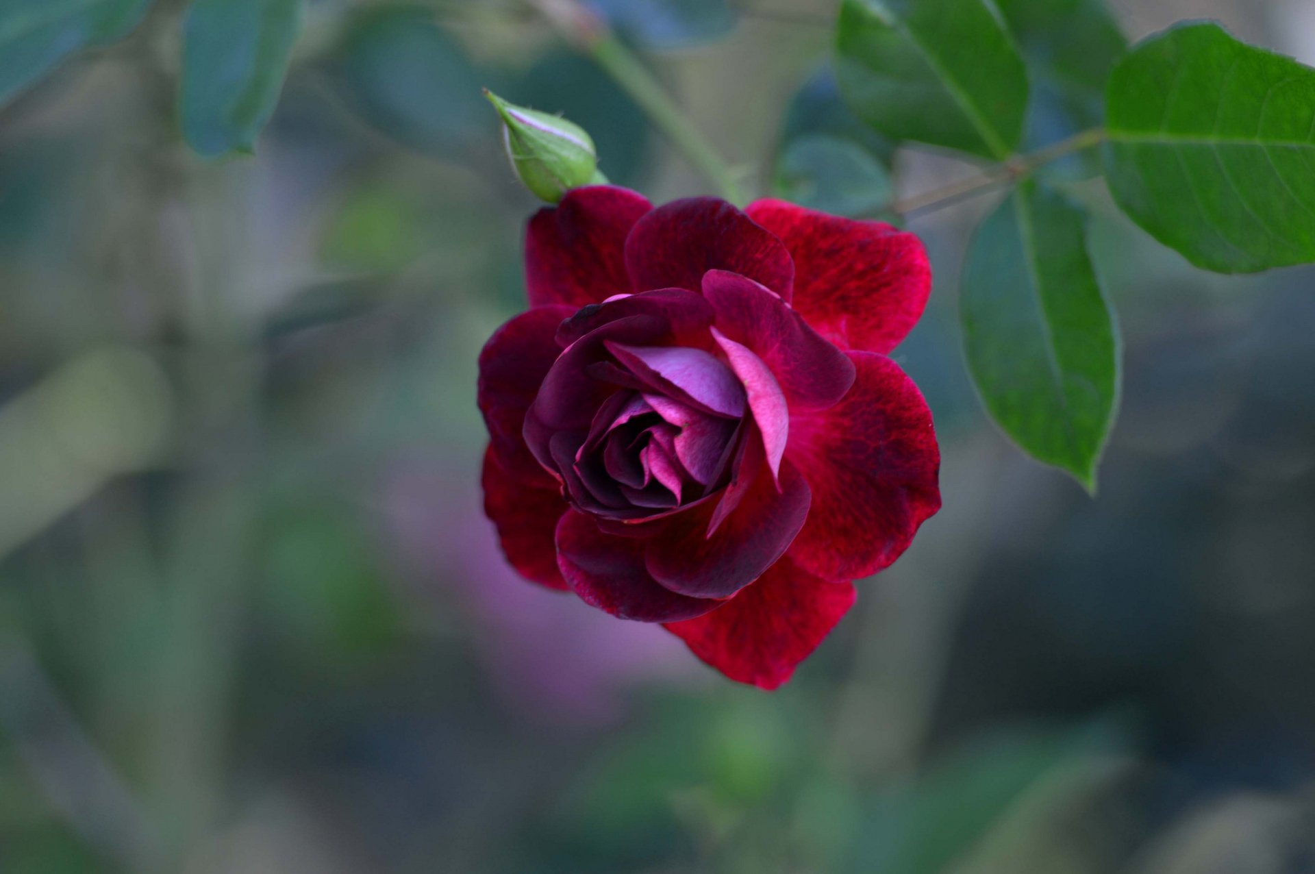 Download Red Flower Red Rose Flower Nature Rose HD Wallpaper