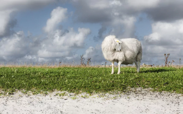 Download House Landscape Ireland Animal Sheep HD Wallpaper