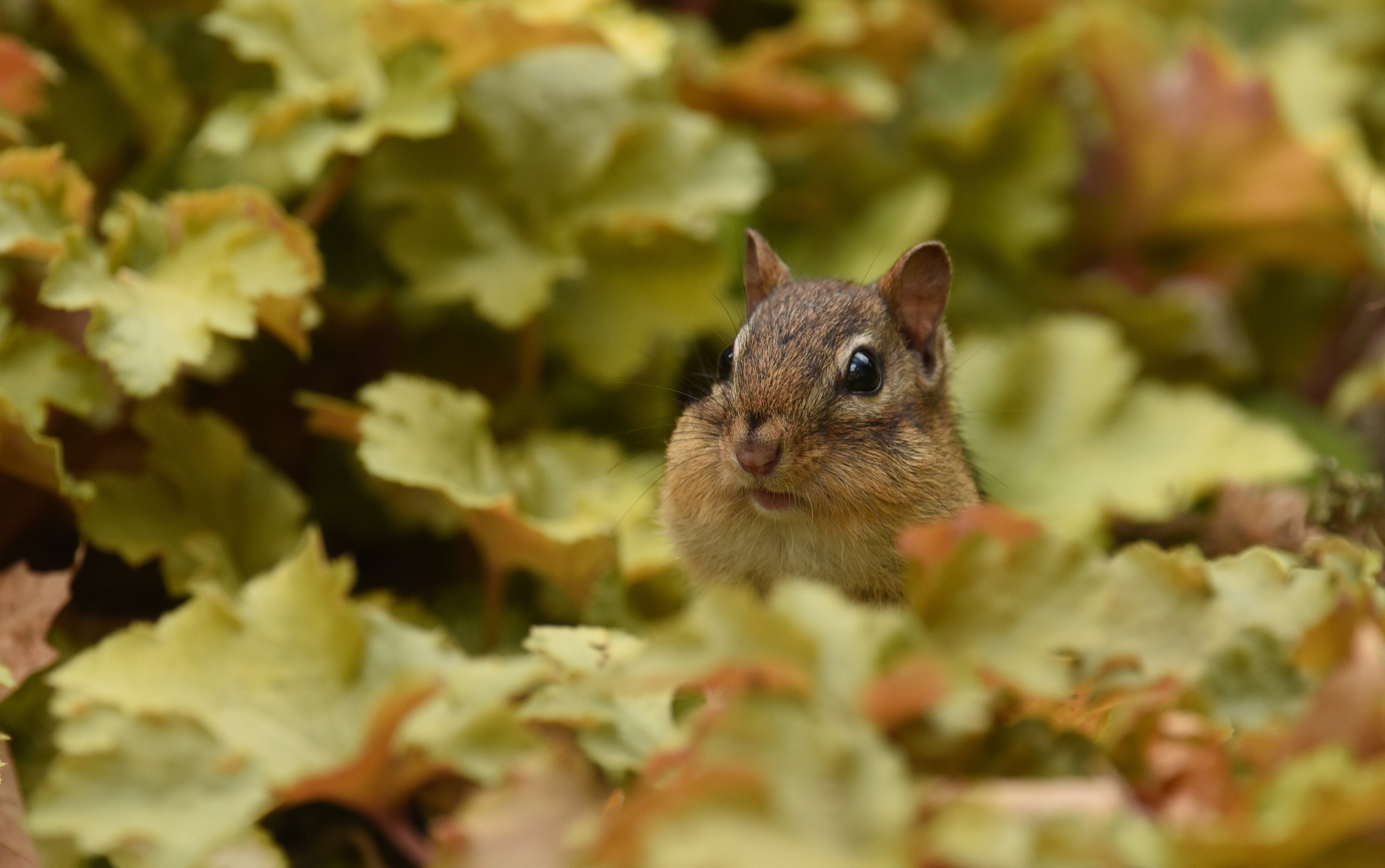 Download Leaf Rodent Animal Chipmunk HD Wallpaper