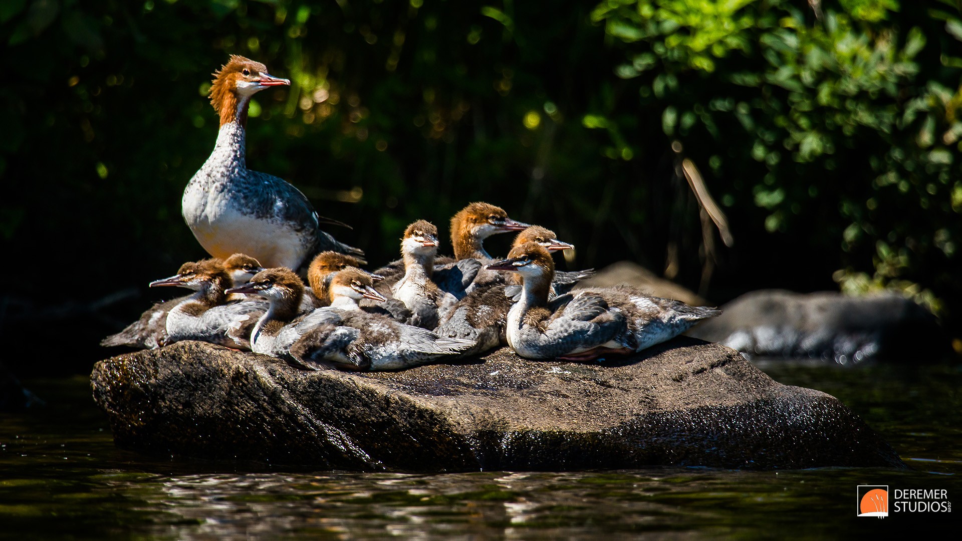 Download Merganser Duck Animal Duck HD Wallpaper by Deremer Studios