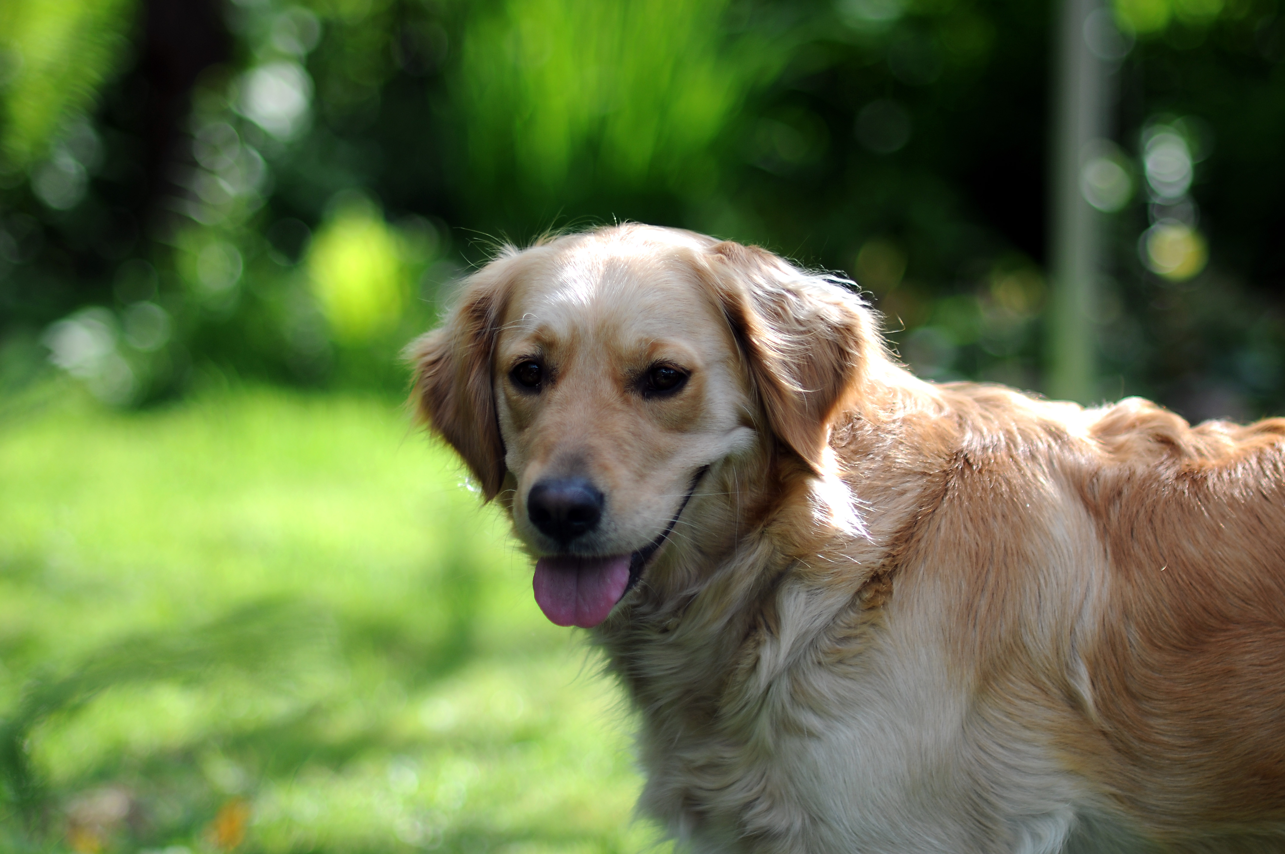 Download Blur Muzzle Dog Animal Golden Retriever 4k Ultra HD Wallpaper