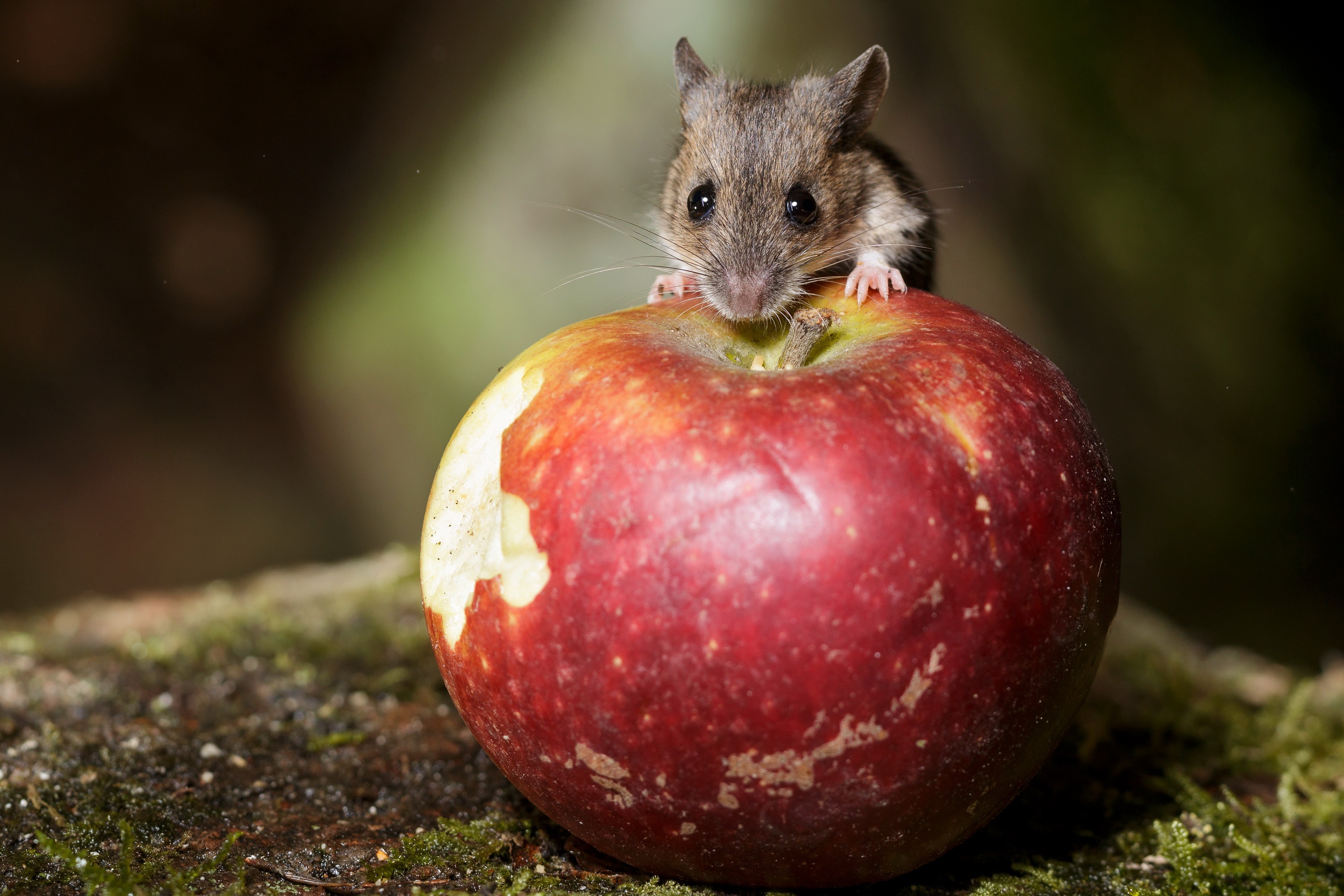 Download Apple Rodent Animal Mouse HD Wallpaper