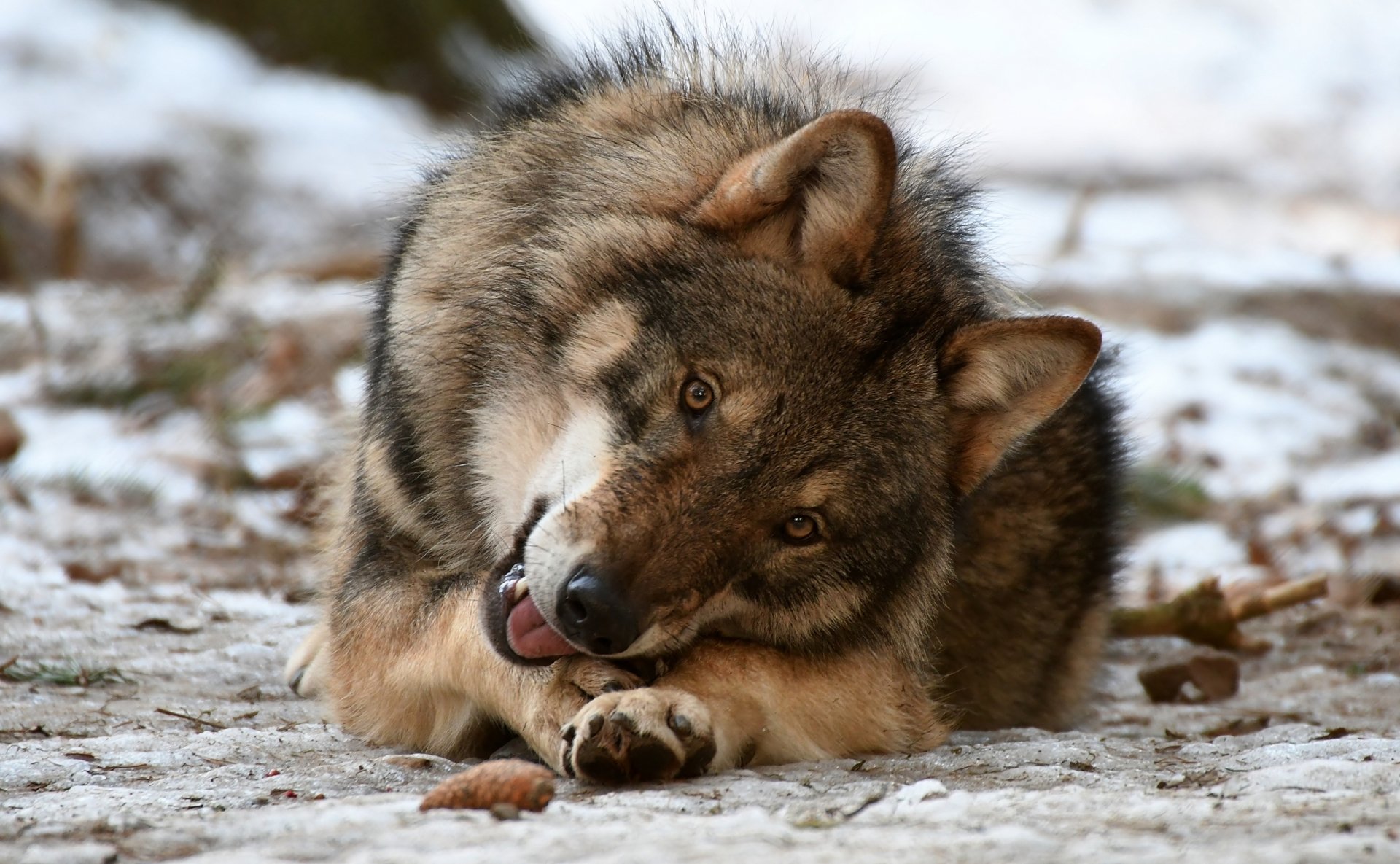Frostbound Wolf — 5K Ultra HD Animal Wallpaper | 5568x3437 | Wallpaper ...