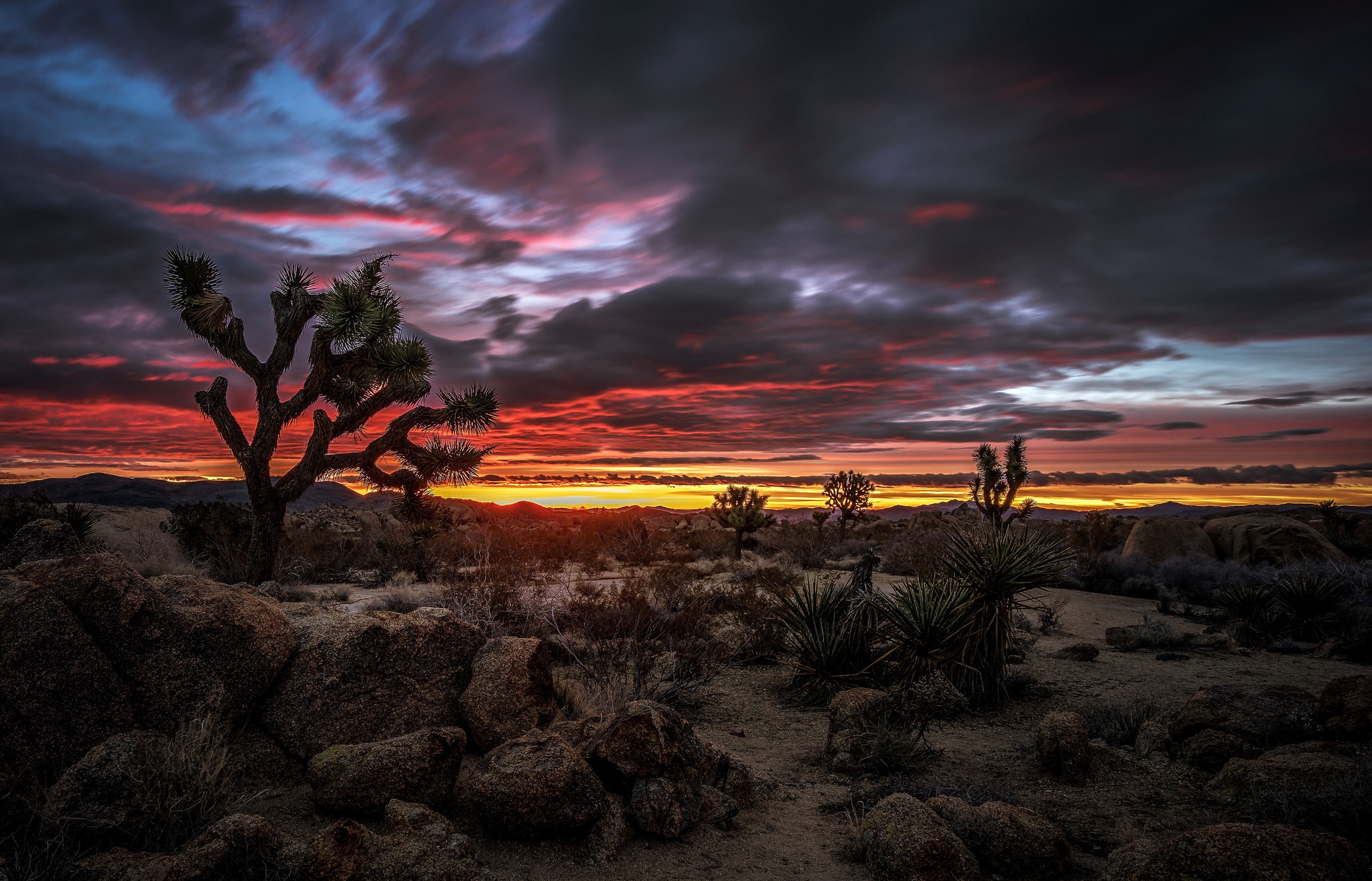 Download Joshua Tree Cloud Landscape Sunrise Nature Desert HD Wallpaper