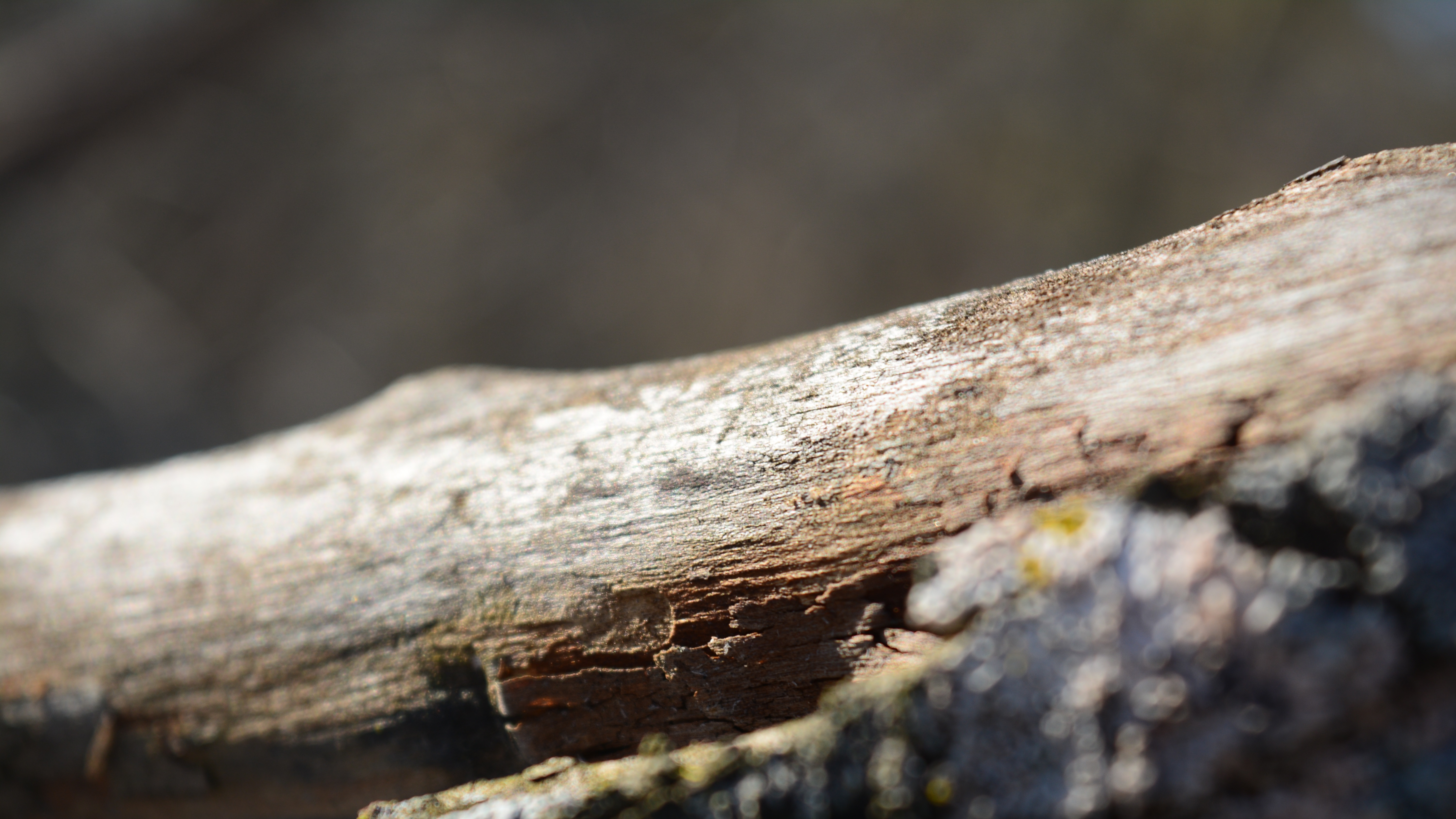Large Branch by UkrainianSSR