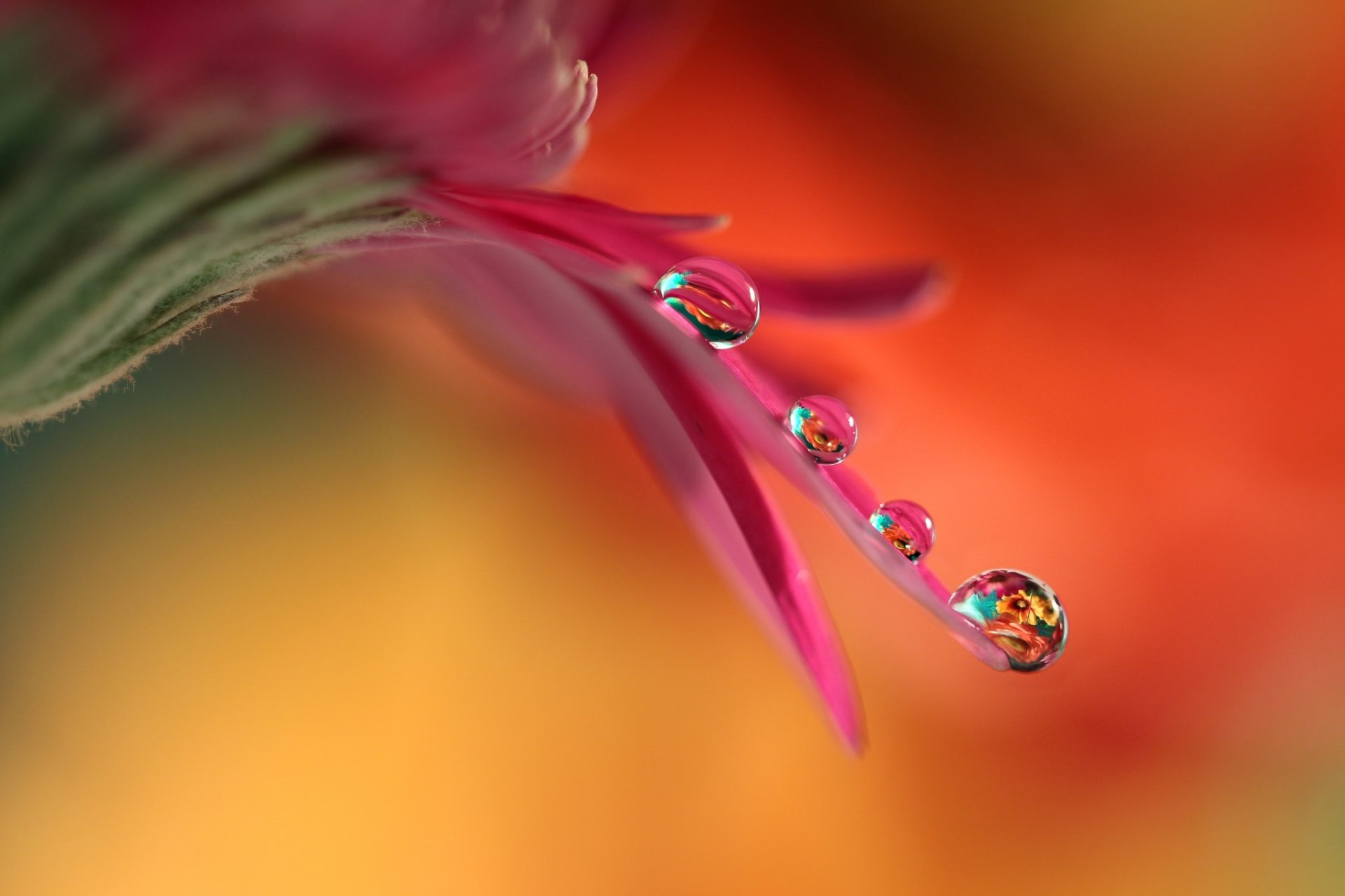 Macro Magic: Water Drops Reflecting Nature’s Vibrant Flower