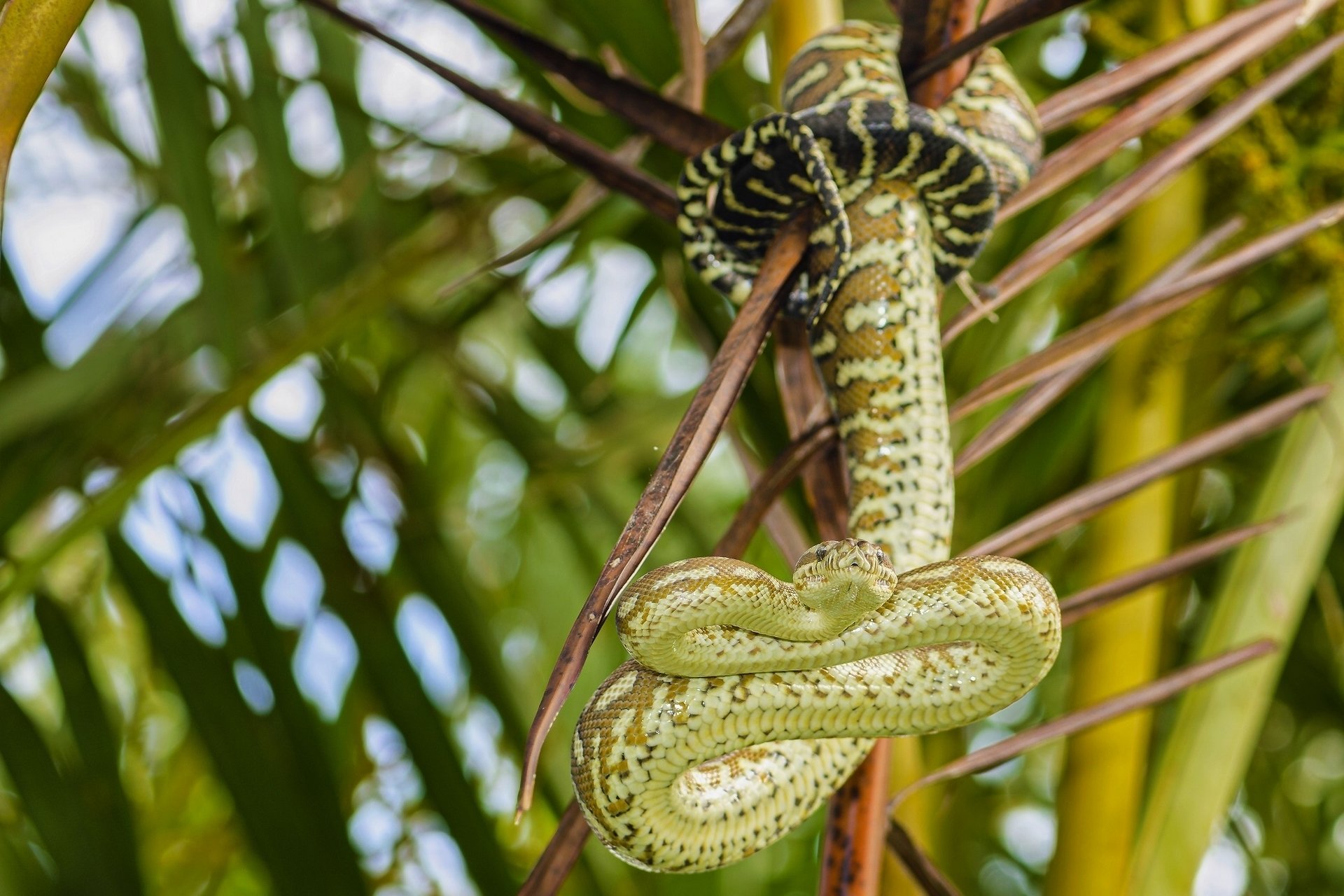 Download Snake Animal Python HD Wallpaper