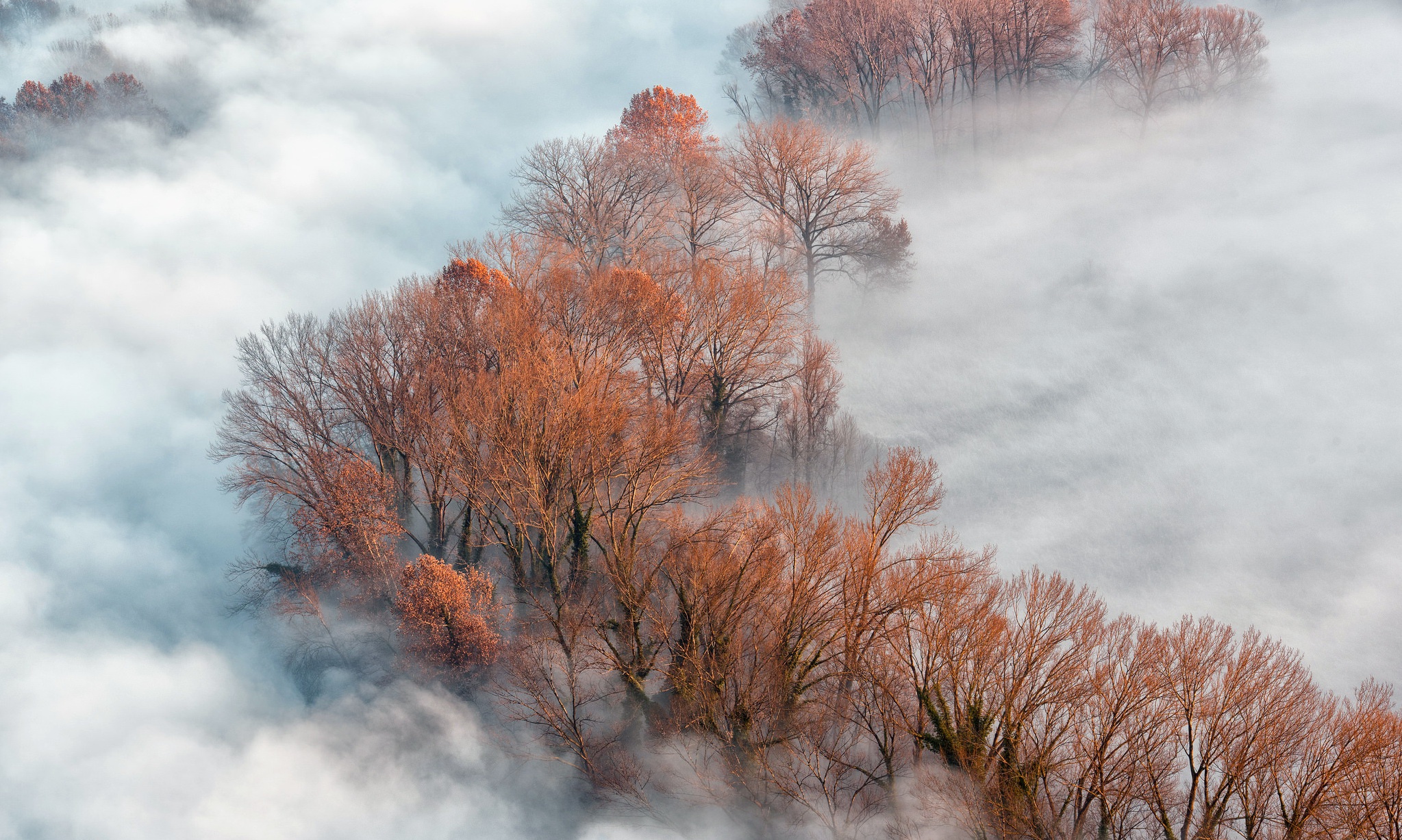 Misty Autumn Canopy: Aerial Fall Trees HD Wallpaper