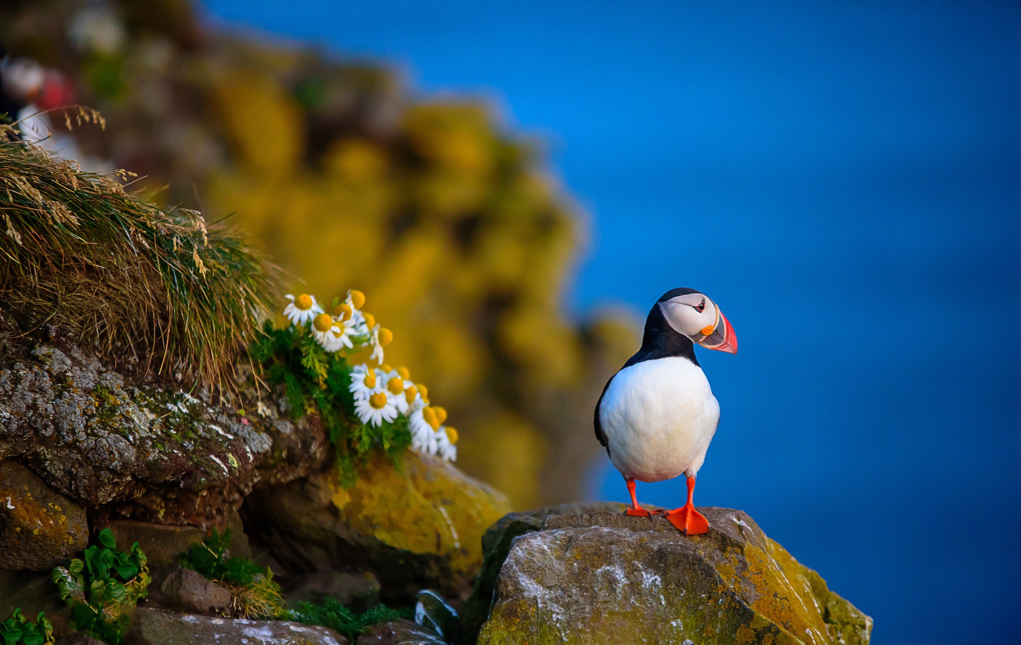 Download Bird Animal Puffin HD Wallpaper
