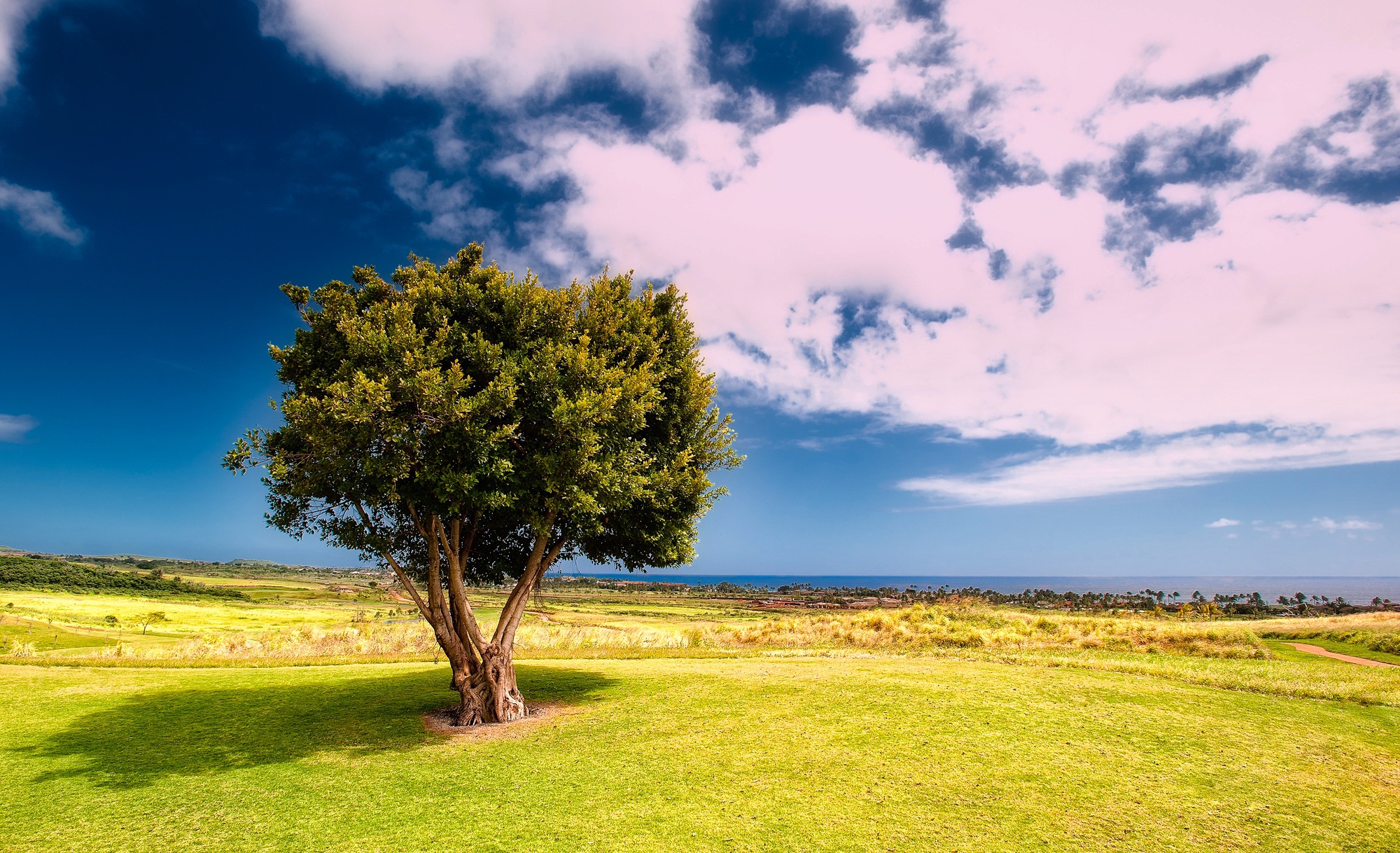 Download Cloud Horizon Grass Nature Tree HD Wallpaper