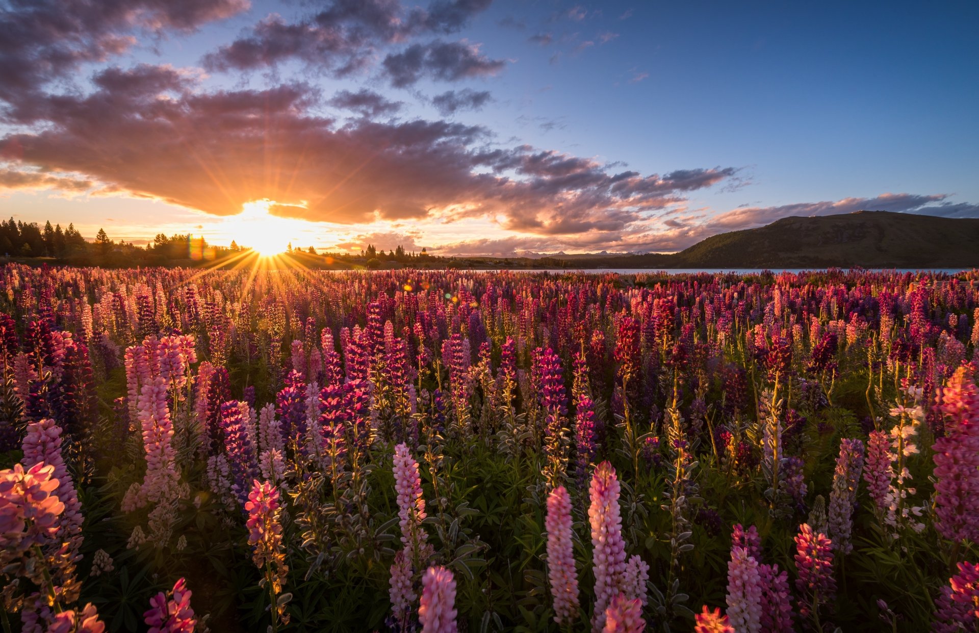 Download Purple Flower Pink Flower Sunrise Field Nature Flower Lupine ...