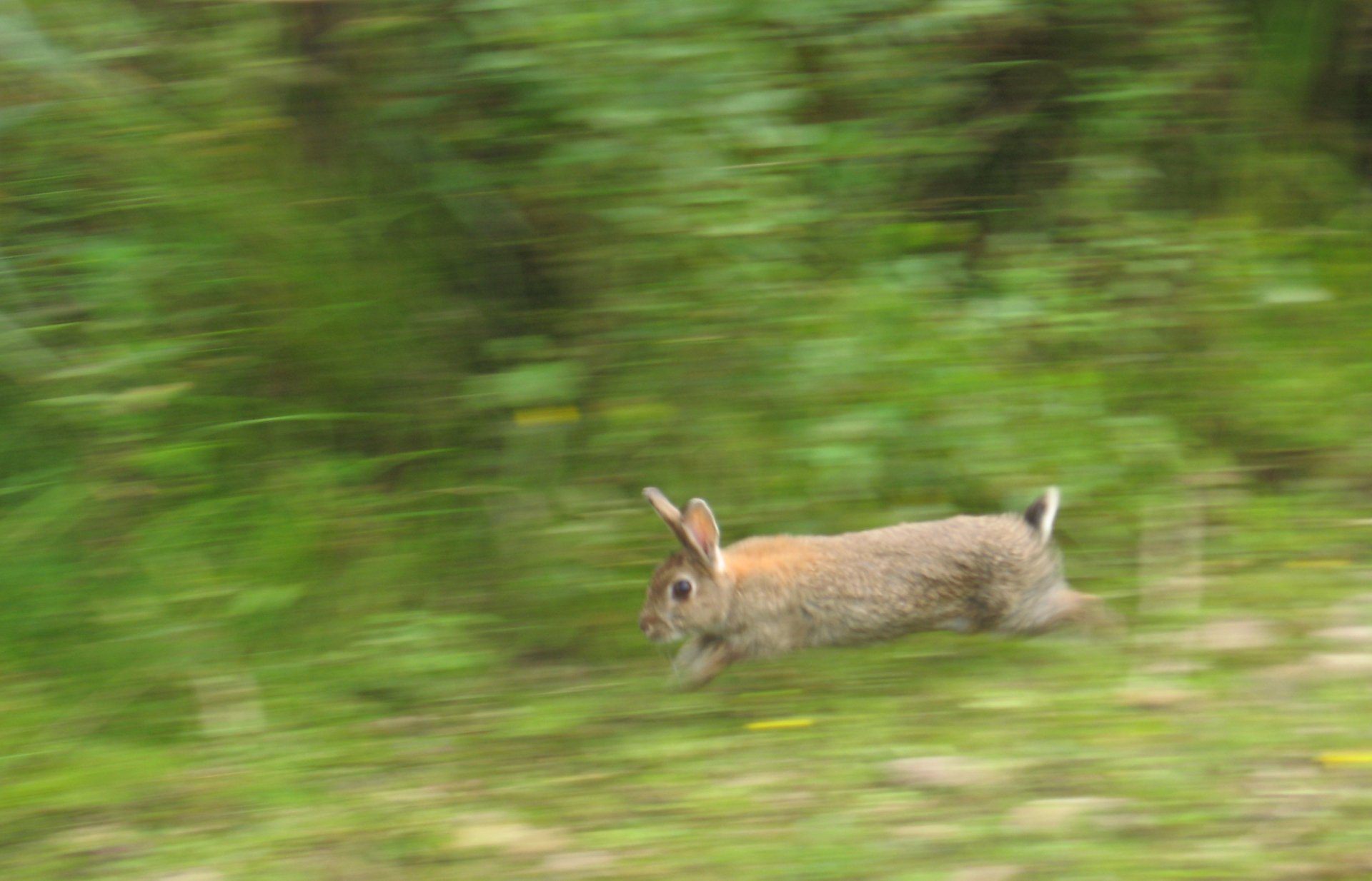 Speedy Rabbit in Natural Blur – HD Animal Wallpaper