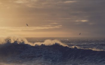 Download Nature Ocean PFP