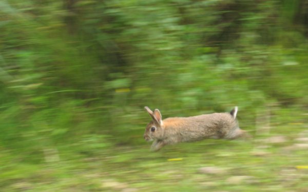 The Black Mustache Rabbits HD Wallpaper | Background Image | 1920x1200