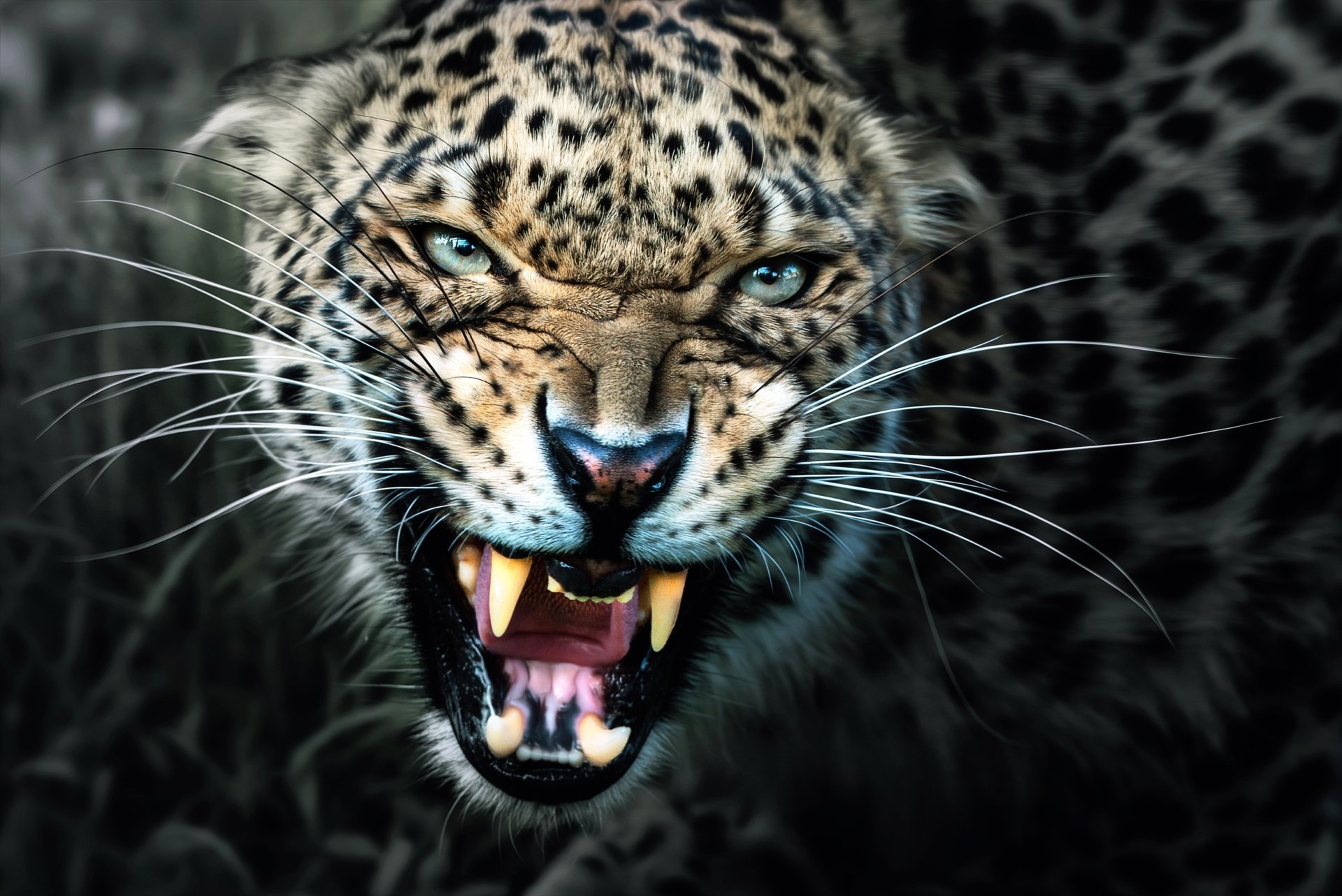 Majestic Leopard HD Wallpaper: Fierce Beauty of the Wild