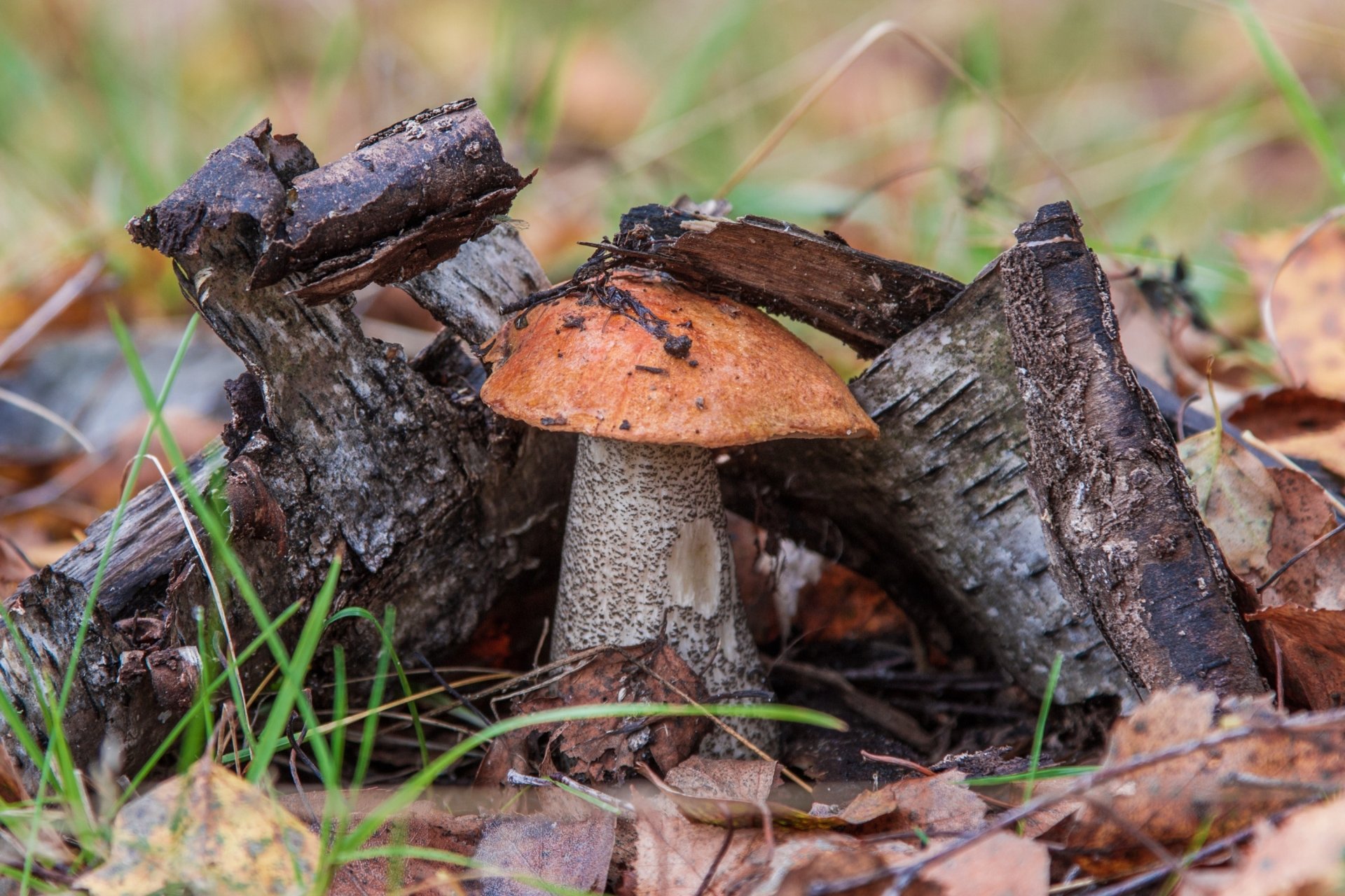 Download Close-up Fall Nature Mushroom HD Wallpaper | 3000x2000 ...