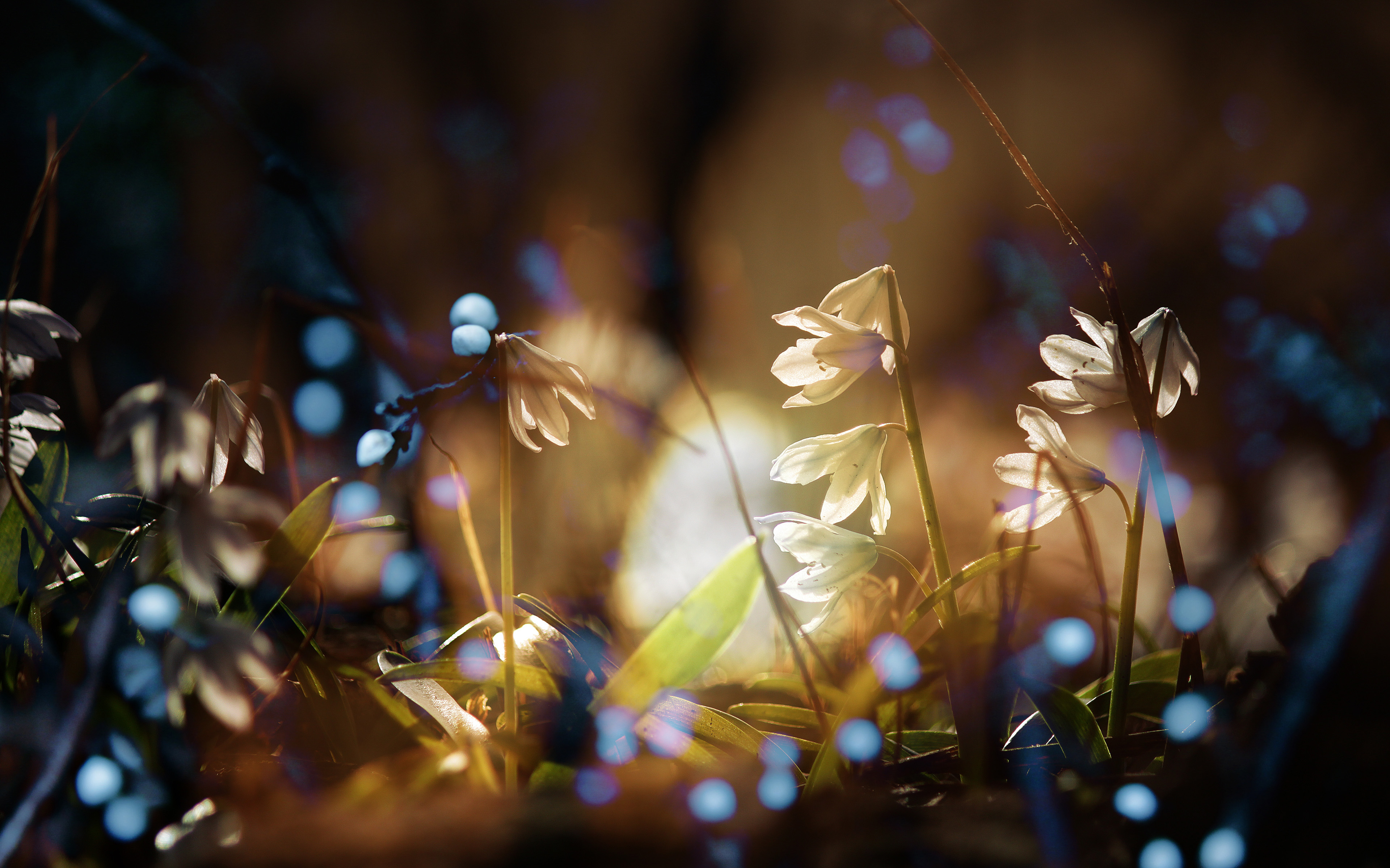 Radiant White Flower Glow – 4K Ultra HD Nature Bokeh Wallpaper
