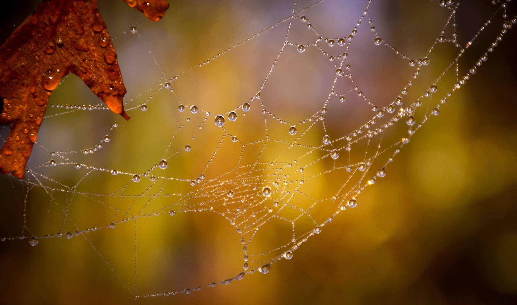 Download Water Drop Macro Photography Spider Web HD Wallpaper