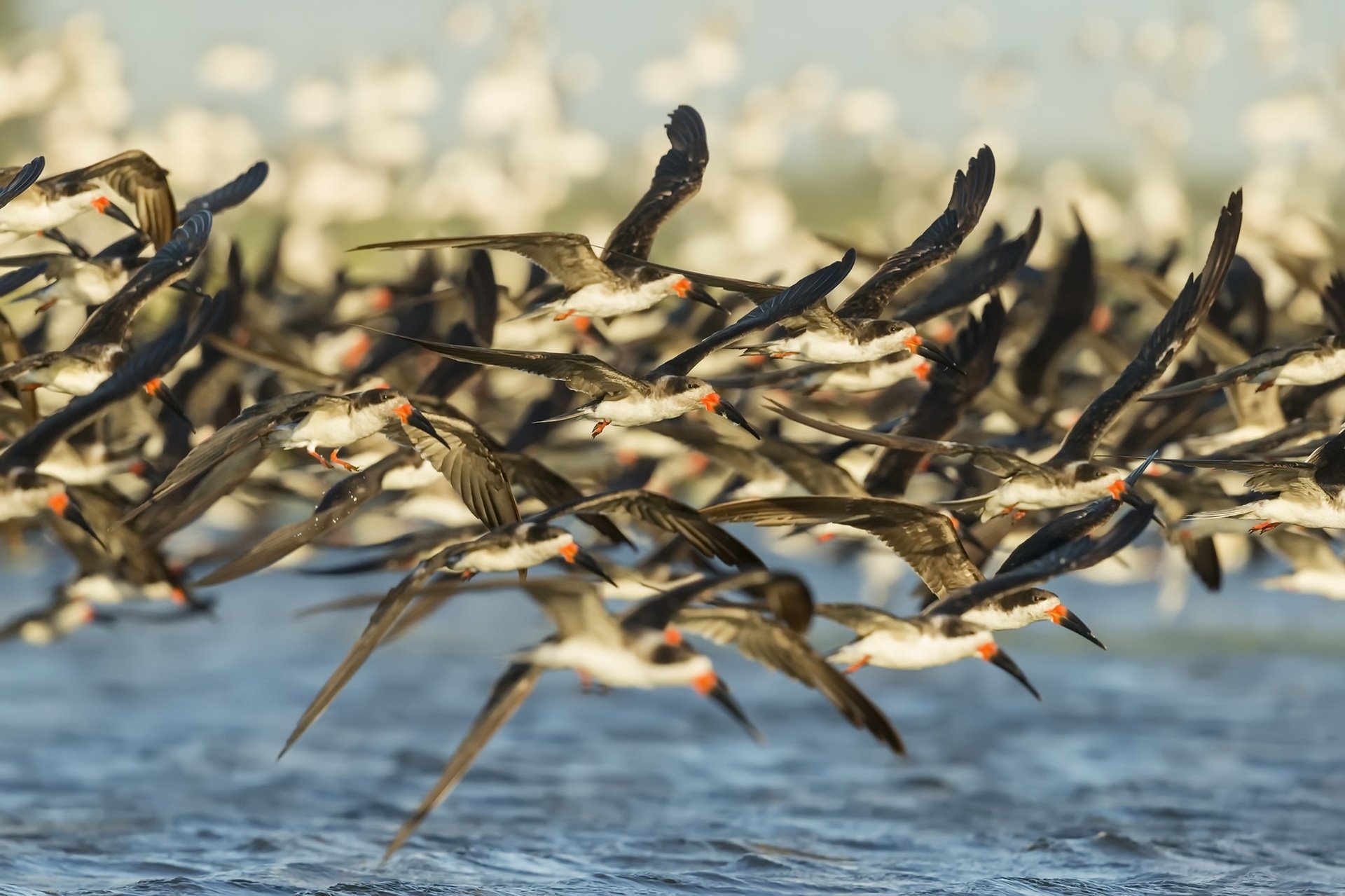 Download Flock Of Birds Animal Bird HD Wallpaper