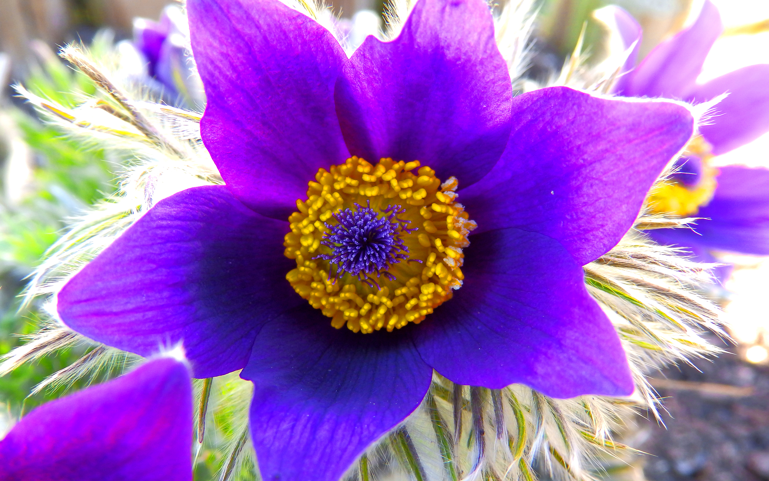 purple flower by egoshootersucht