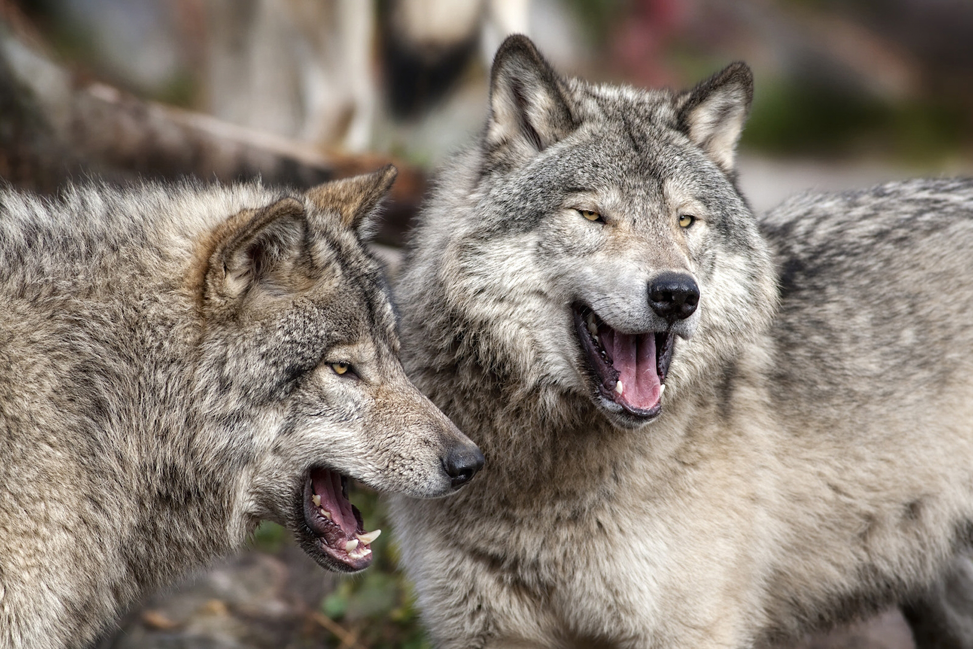 Wolf Animals Wildlife Adobe