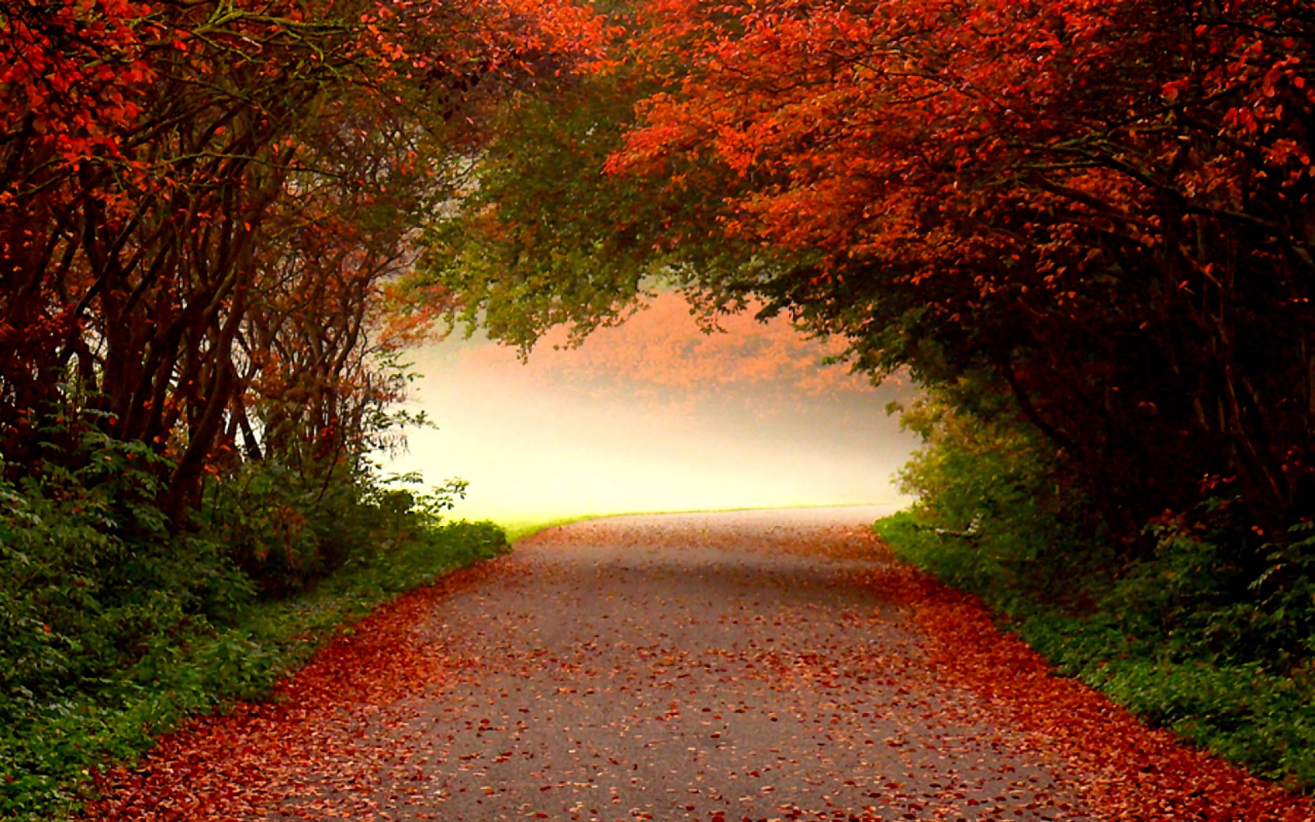 Download Fog Fall Man Made Road HD Wallpaper