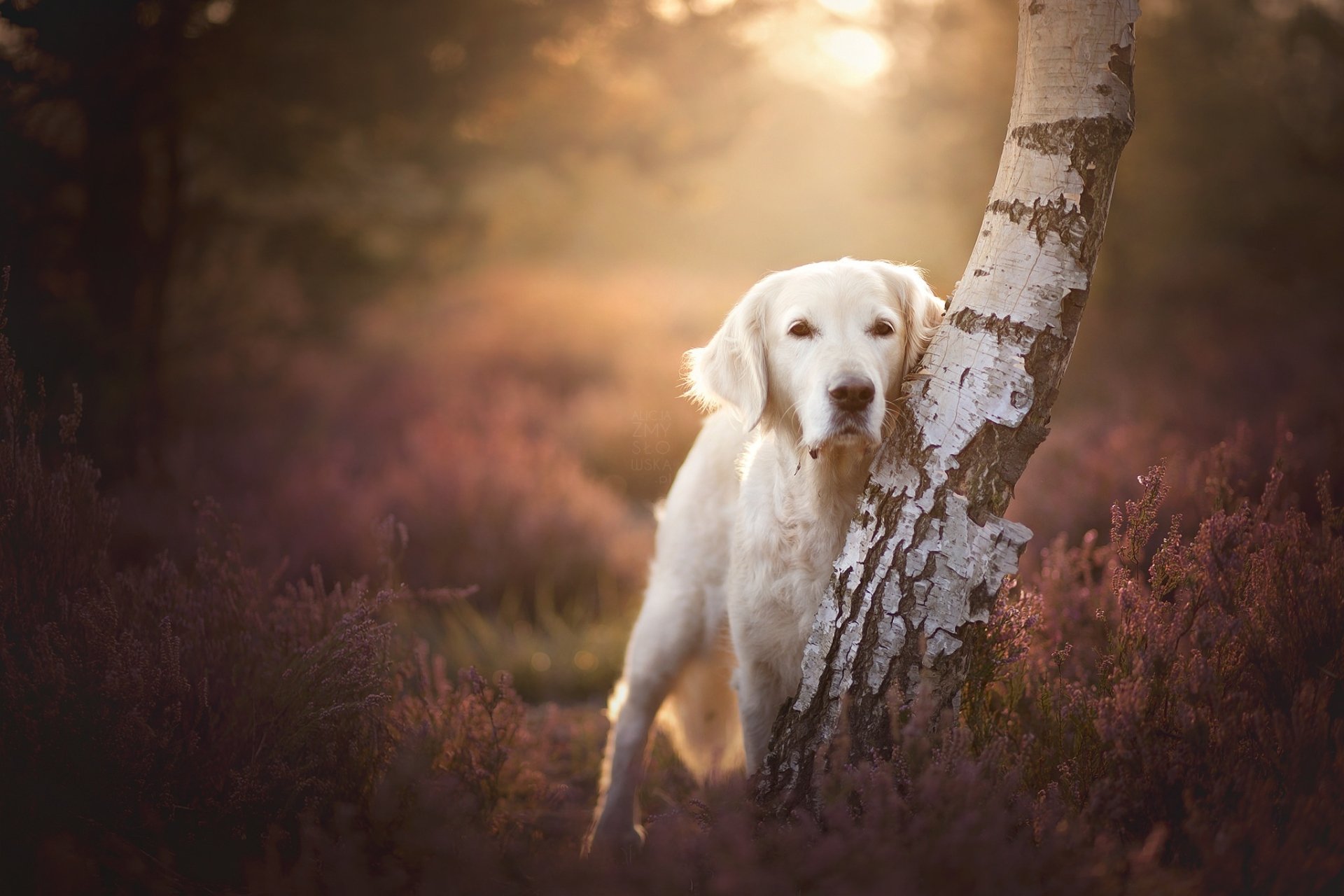 Download Nature Depth Of Field Dog Animal Labrador Retriever HD Wallpaper