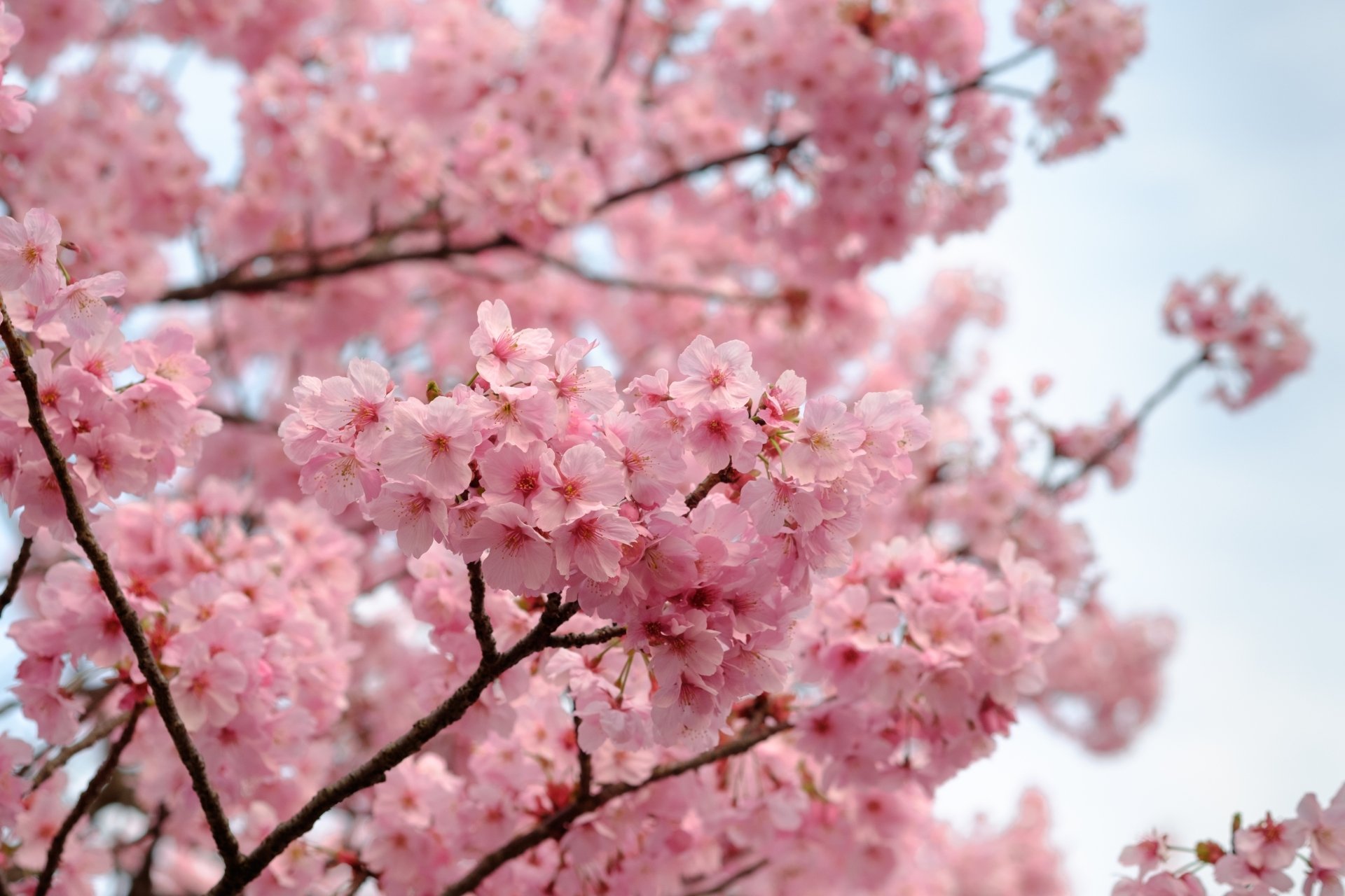 Download Branch Pink Flower Flower Spring Nature Blossom 4k Ultra HD ...