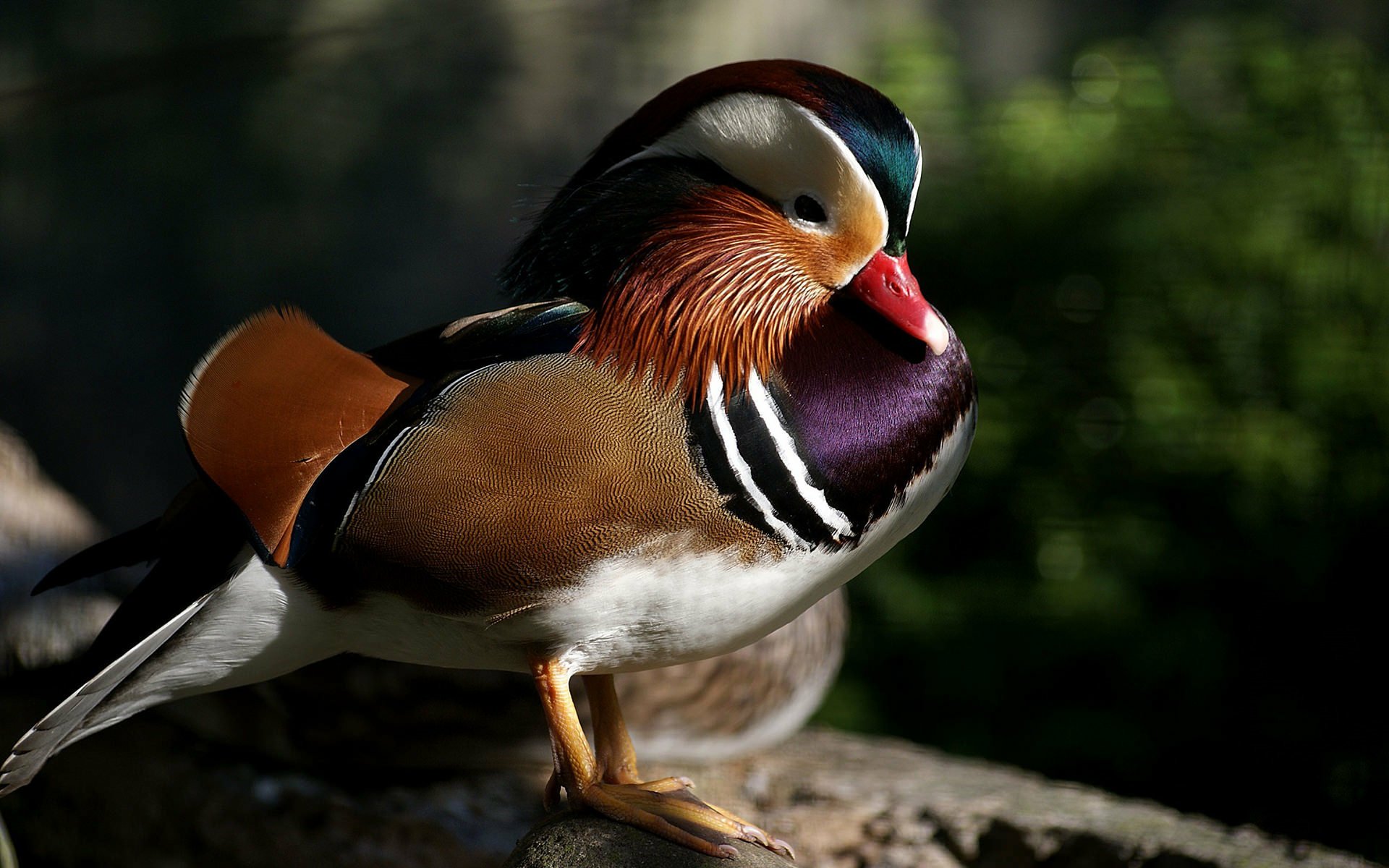 Download Colorful Duck Bird Animal Mandarin Duck HD Wallpaper
