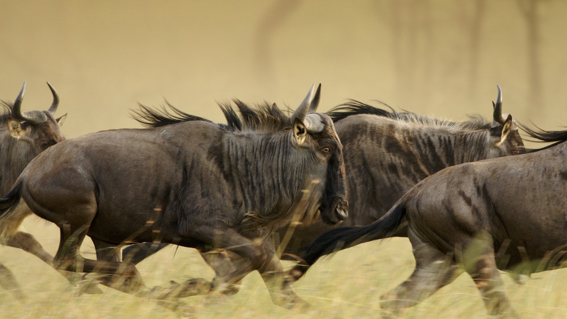 Majestic Wildebeest Herd in Motion – HD Wildlife Wallpaper