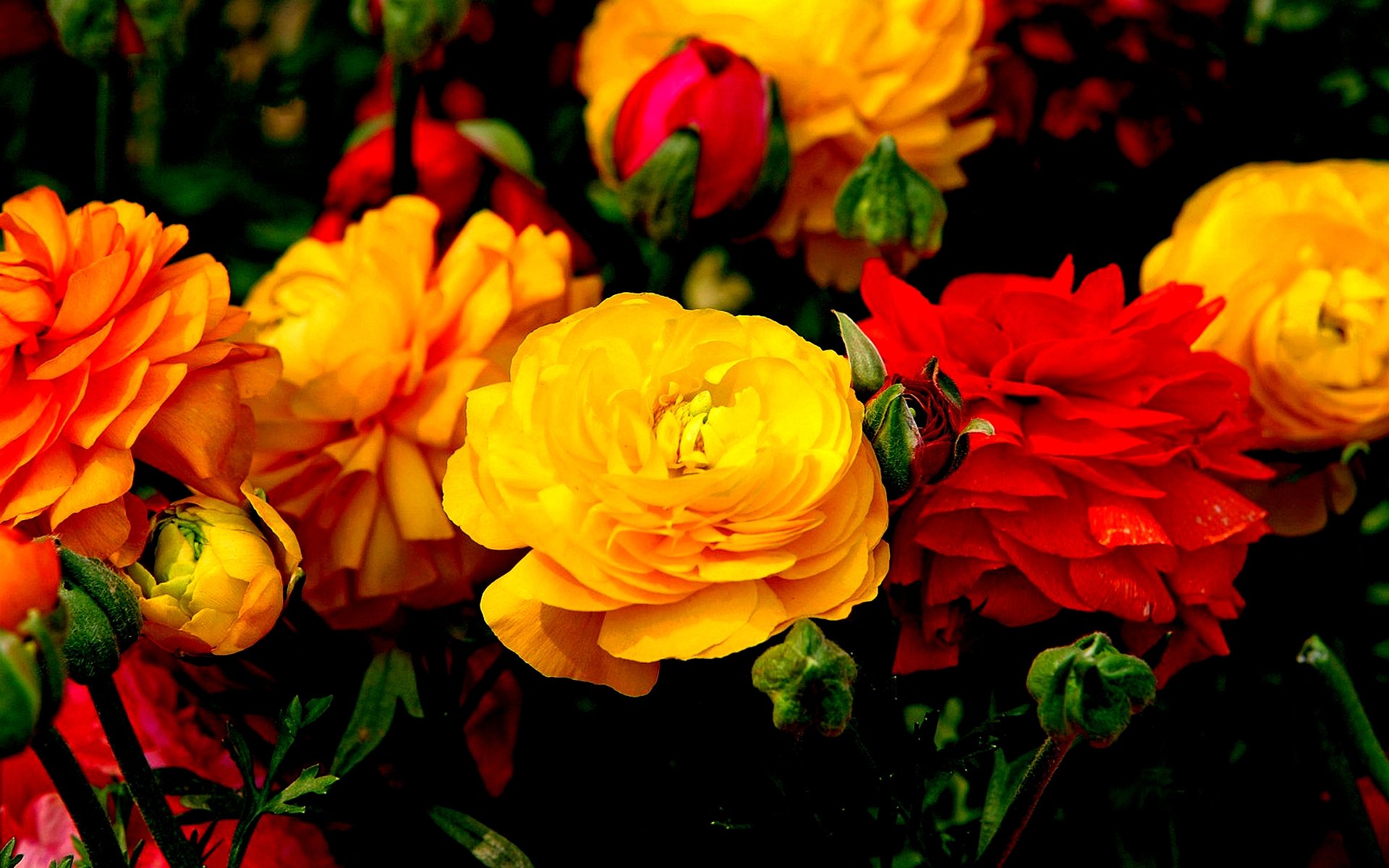 Download Yellow Flower Red Flower Spring Nature Flower HD Wallpaper