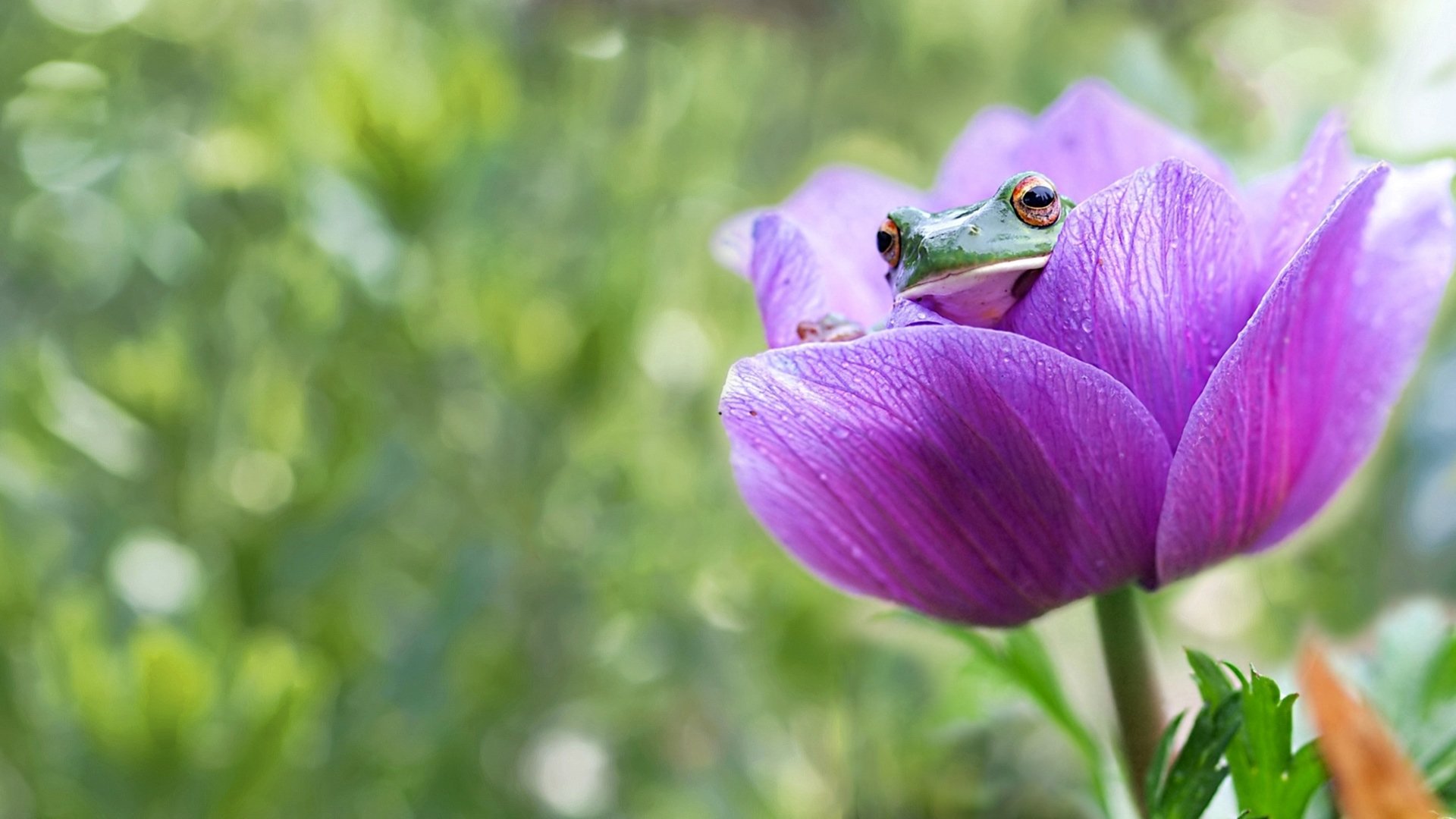 Frog Nestled in Purple Tulip – Stunning Bokeh Nature HD Wallpaper
