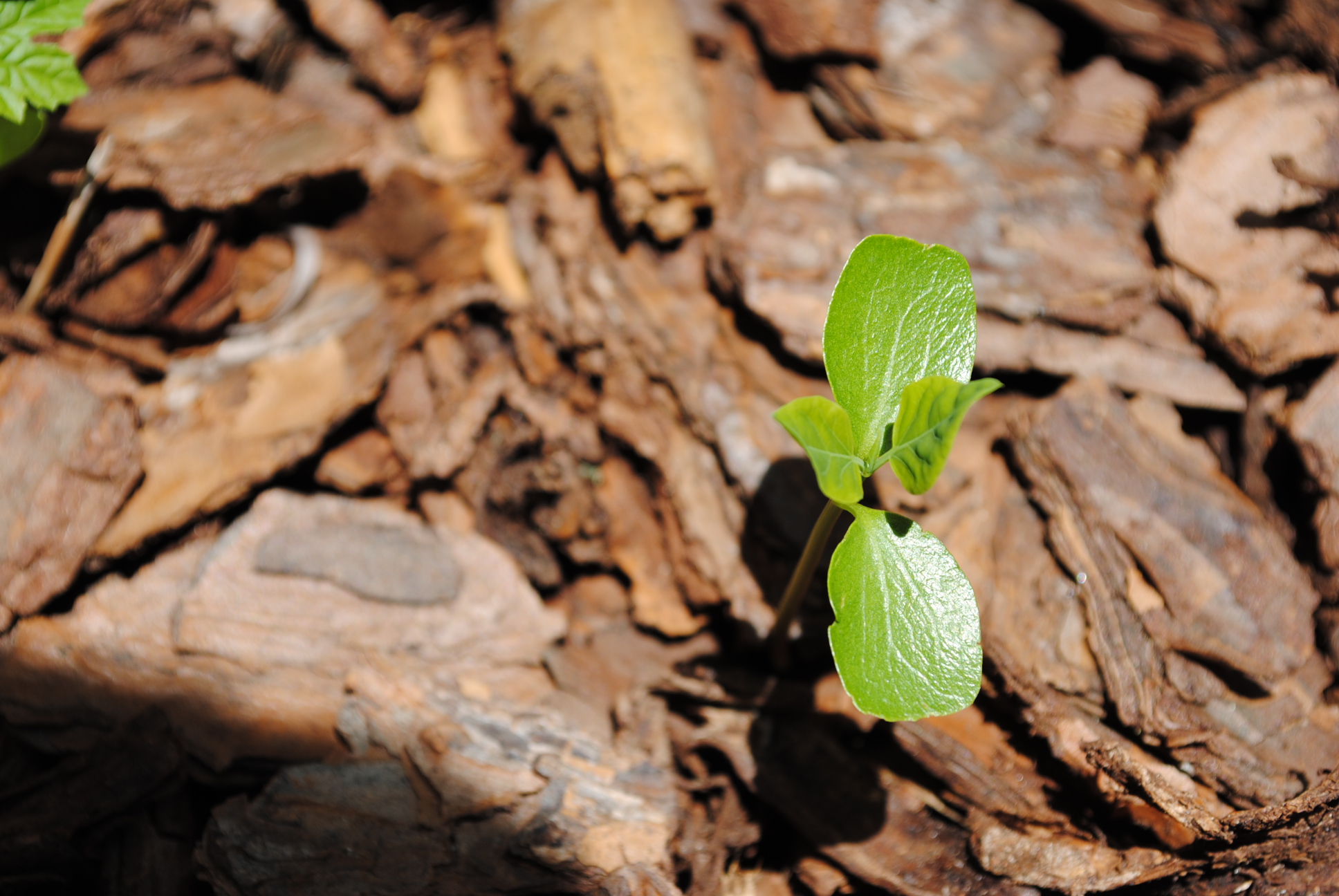 Nature Close Up HD Wallpaper by corvettefreak1992