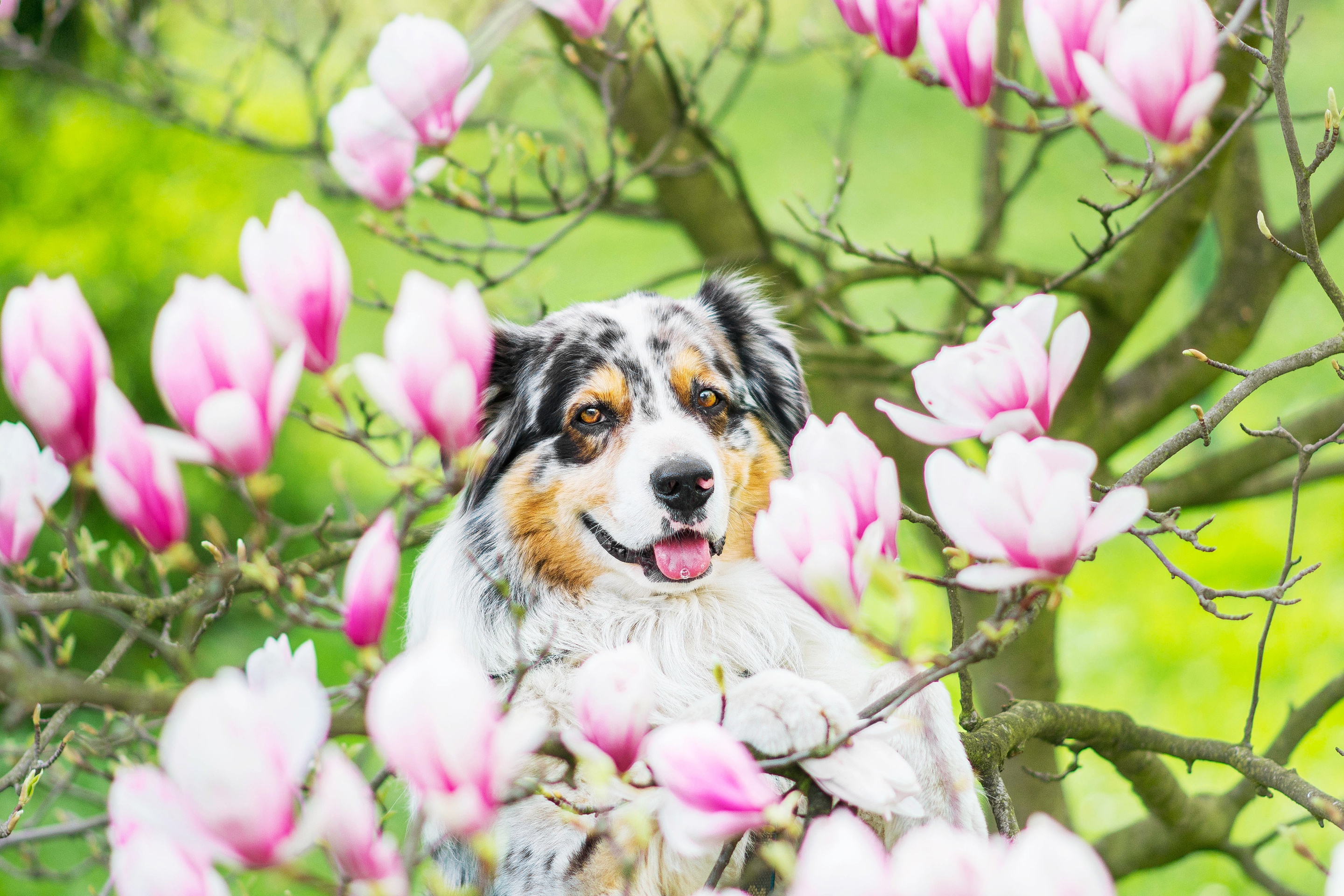 Download Flower Magnolia Dog Animal Australian Shepherd HD Wallpaper