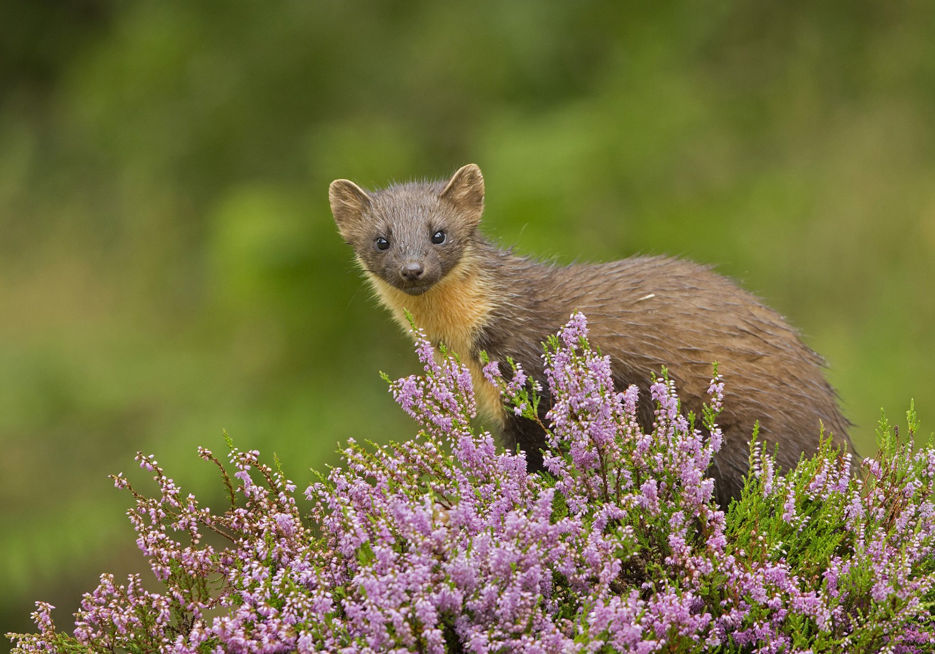 Download Purple Flower Animal Marten HD Wallpaper