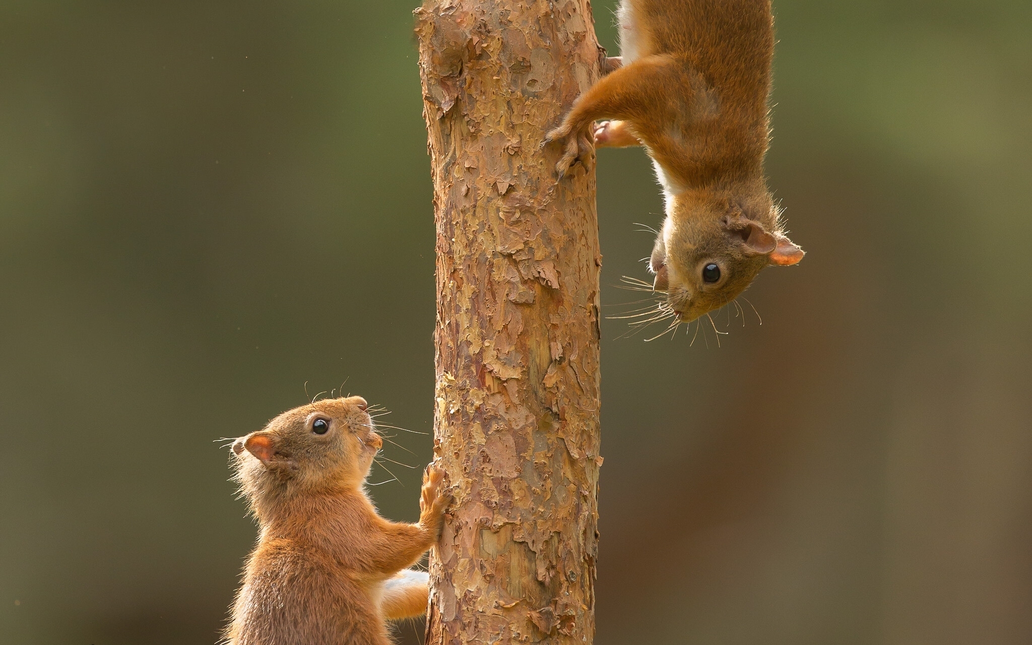 Download Rodent Animal Squirrel HD Wallpaper