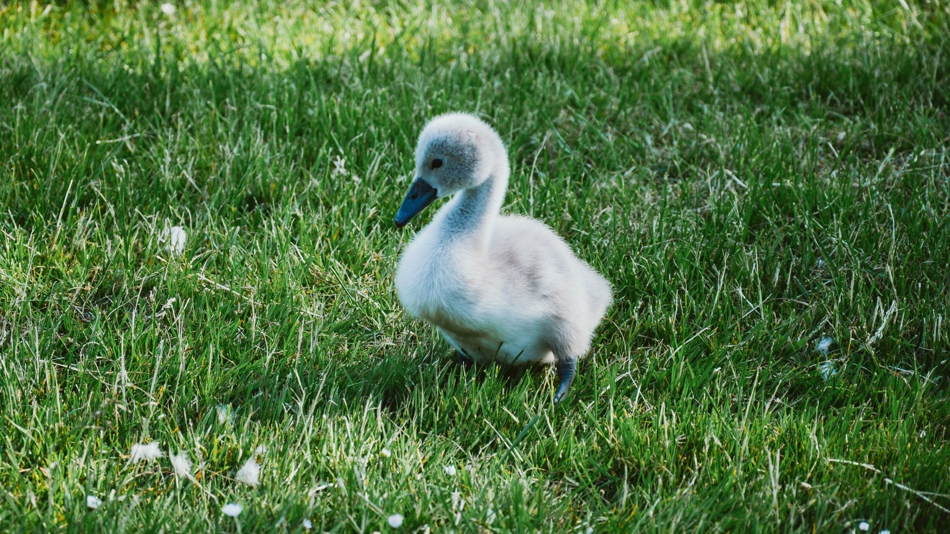 Download Grass Baby Animal Cute Cygnet Swan Animal Trumpeter Swan 4k ...