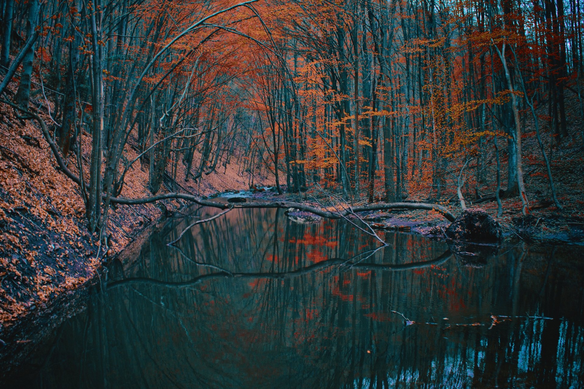 Download Fall Reflection Tree Forest Nature River 4k Ultra HD Wallpaper